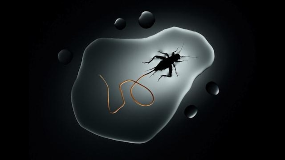 Catching Zombies in the Act: How to Picture Parasites | National Geographic