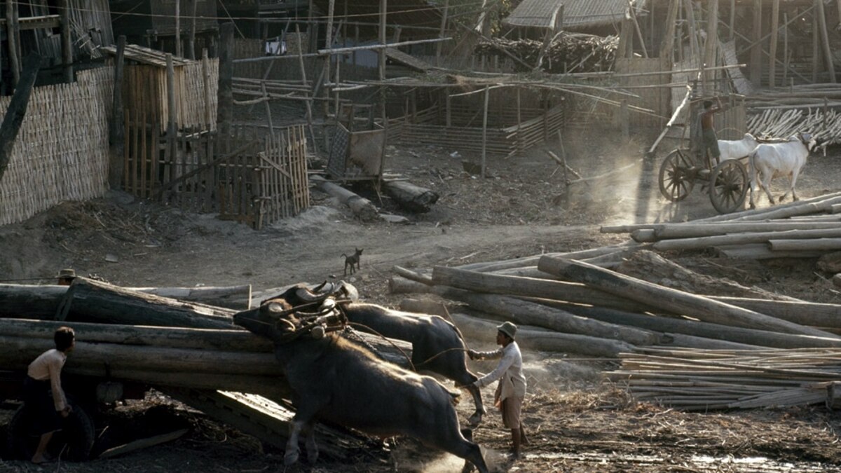 Habitats -- Rain Forest Deforestation Pictures, Wallpapers, Downloads ...