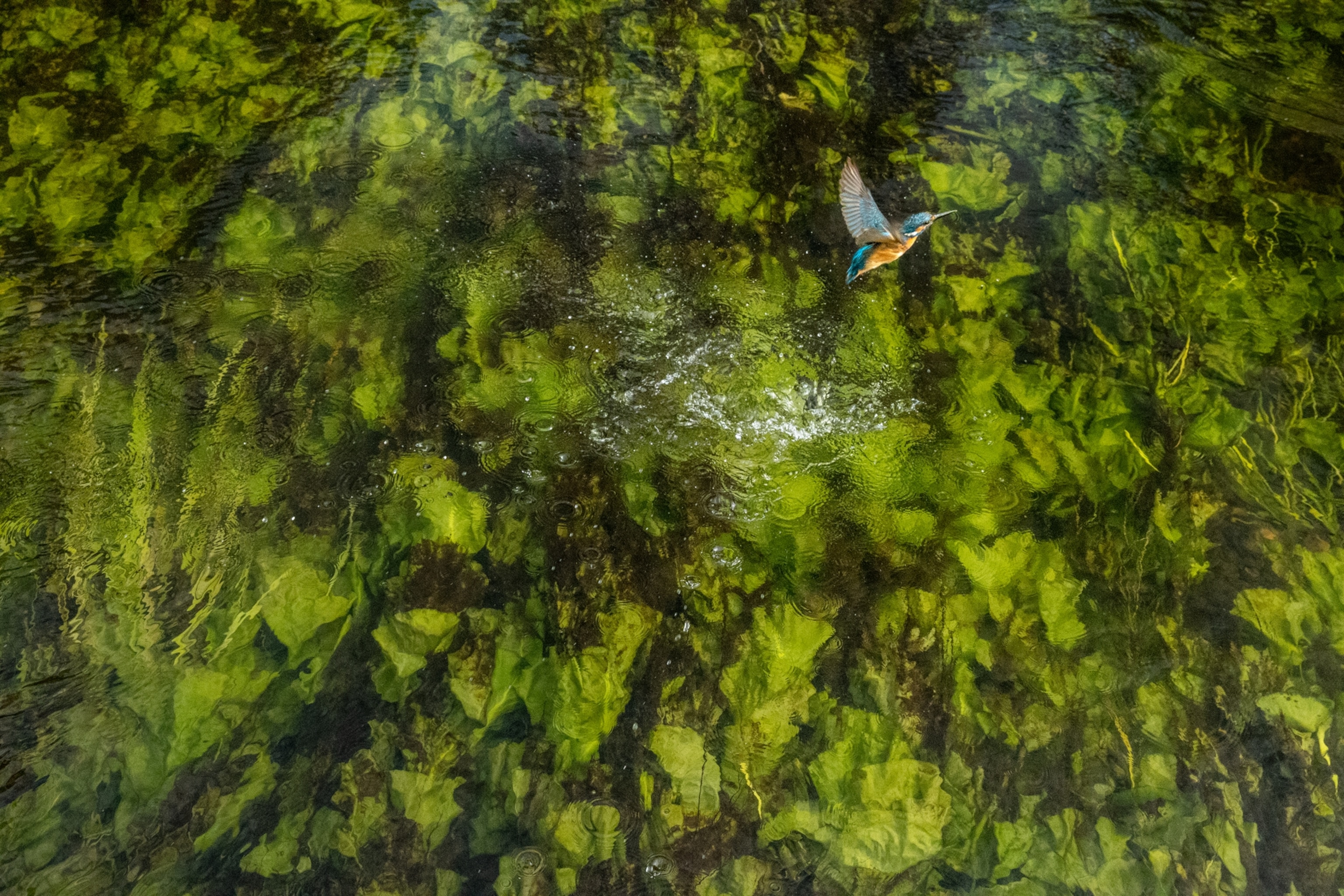 England’s chalk streams were millions of years in the making. Can they ...