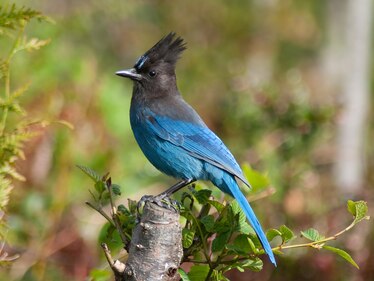 Steller’s Jay | National Geographic