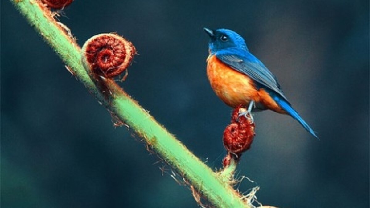 Amazing Birds of Taiwan | National Geographic