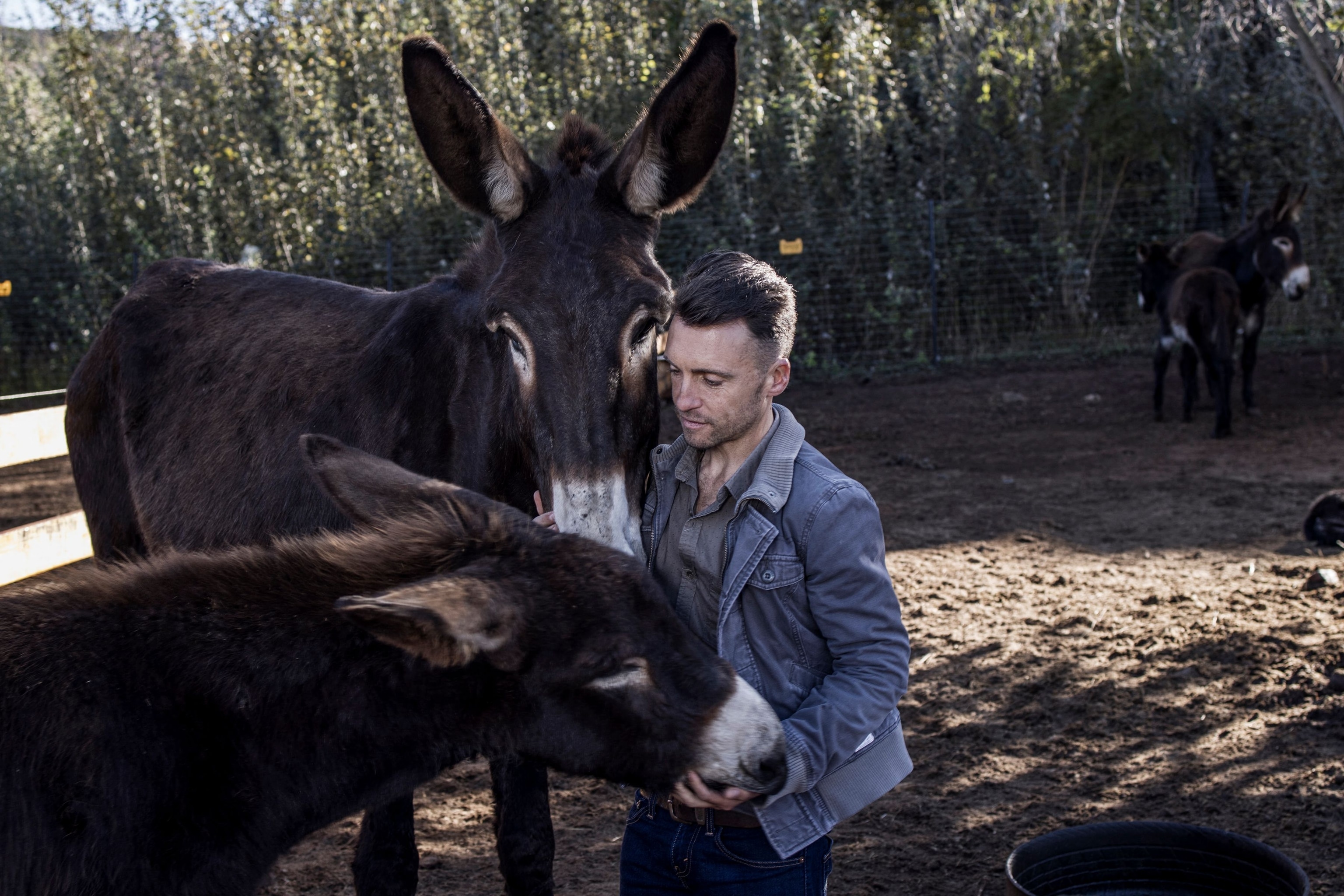 How the global donkey skin trade risks spreading deadly diseases