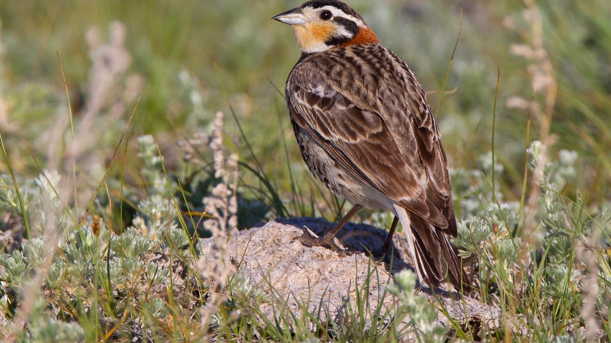 How cattle can help save the birds of the Great Plains | National ...