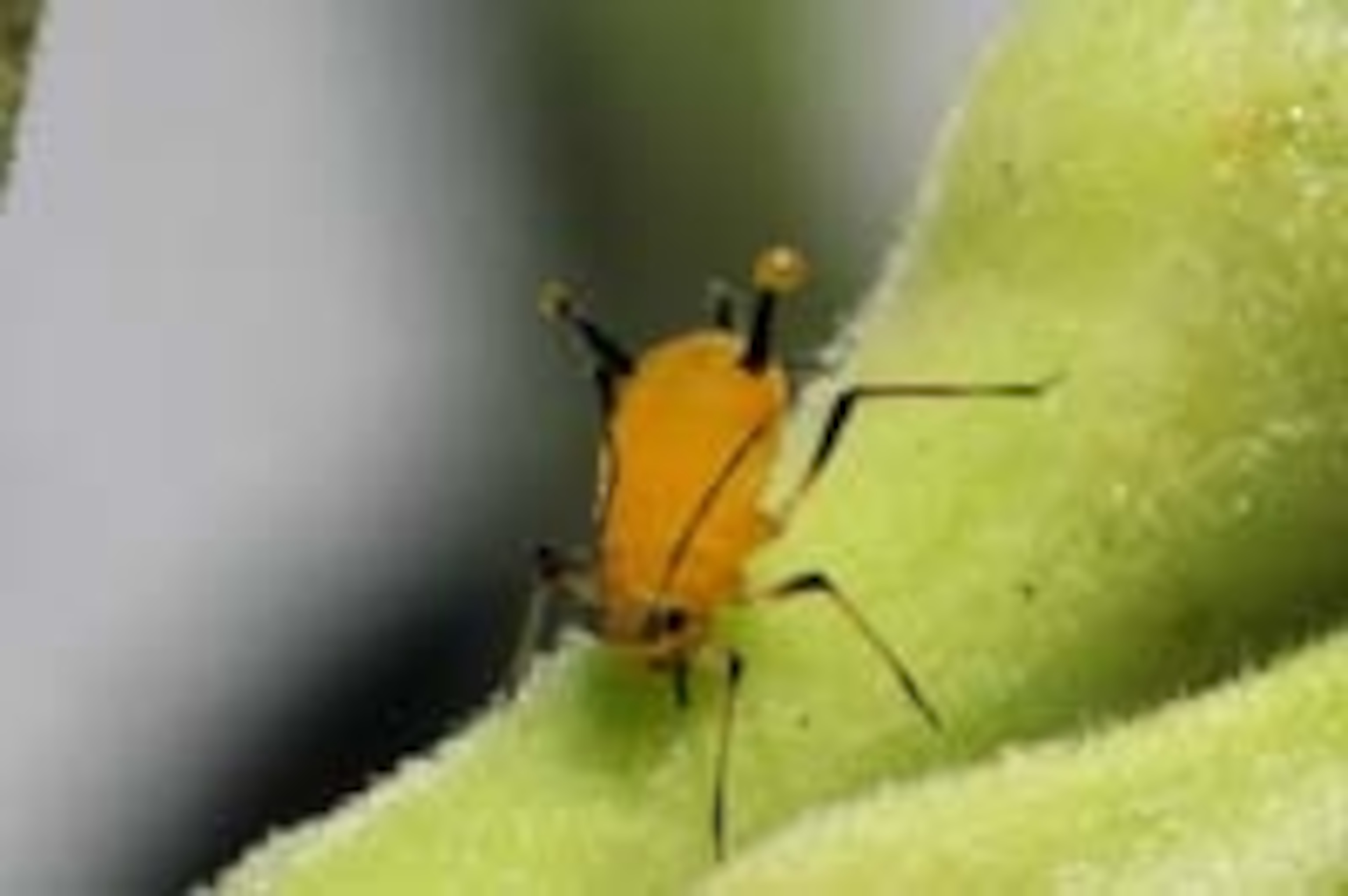 Aphids Get Superpowers Through Sex National Geographic