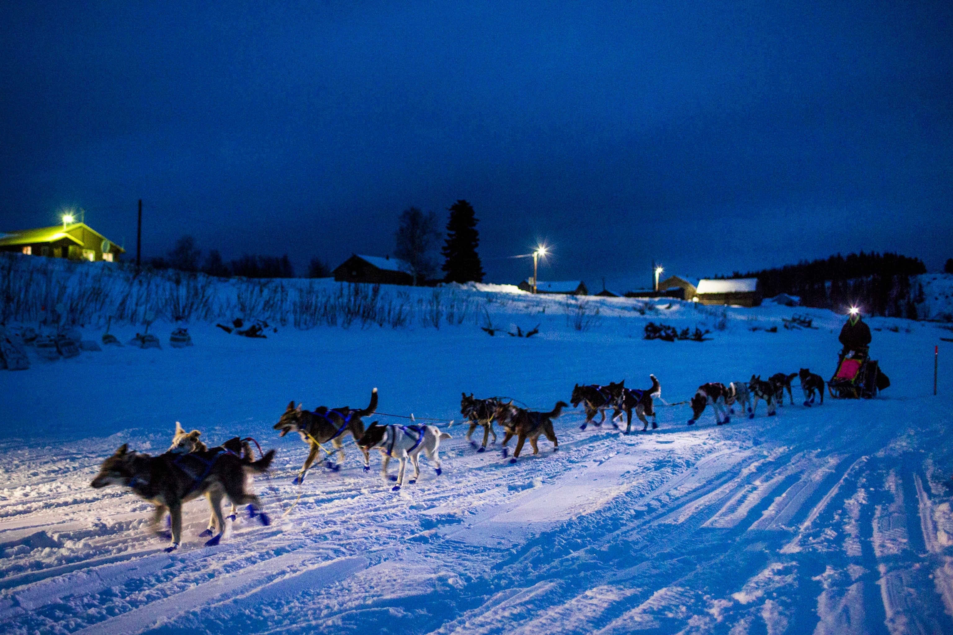 Climate Change Is Rerouting the Iditarod Sled Dog Race