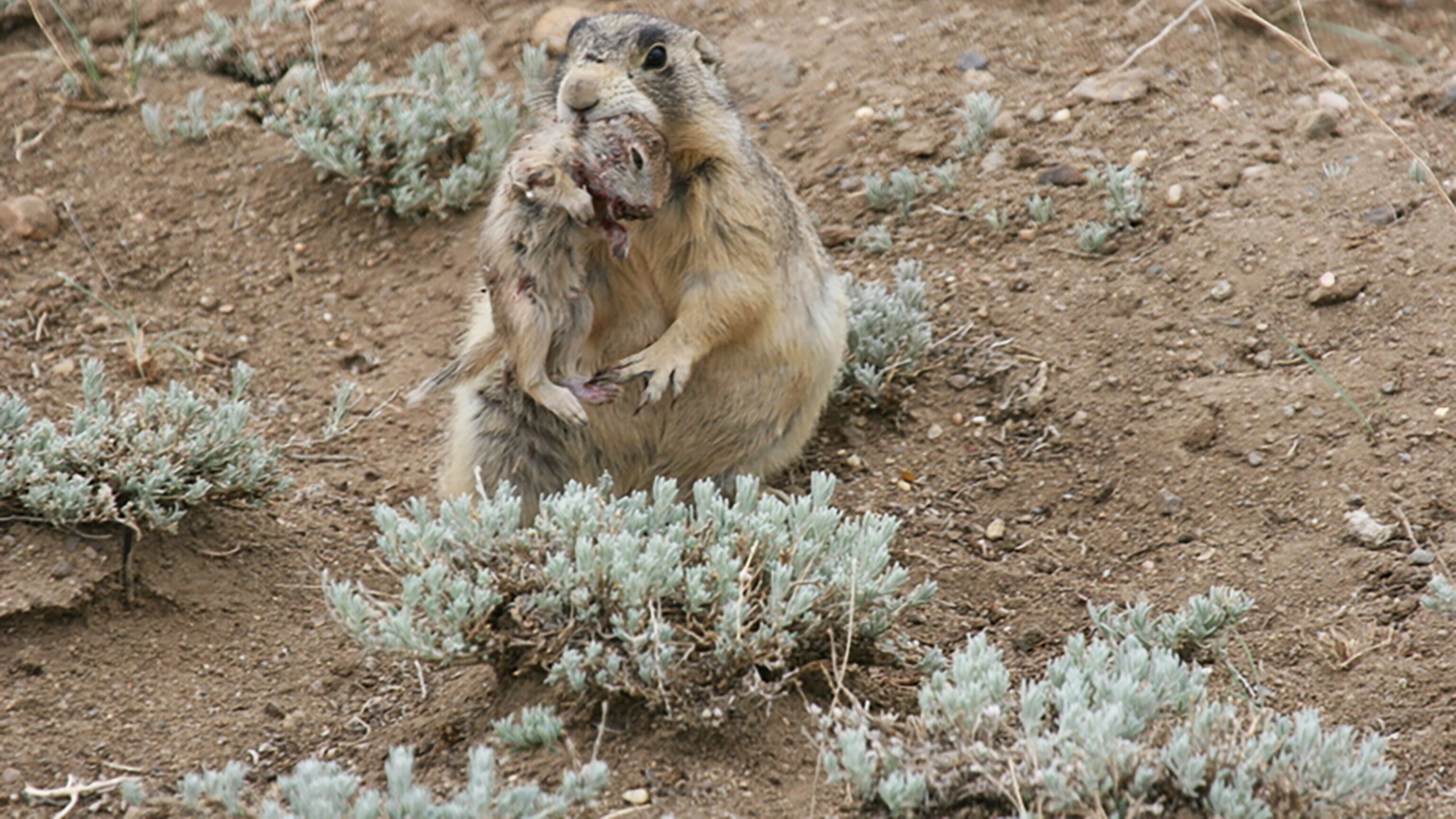 Are Prairie Dogs Protected In Utah