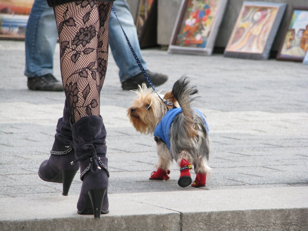 Dogs Wearing Tights