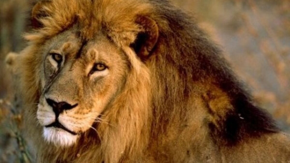 Lion Burgers in Arizona: Creative or Cruel? | National Geographic