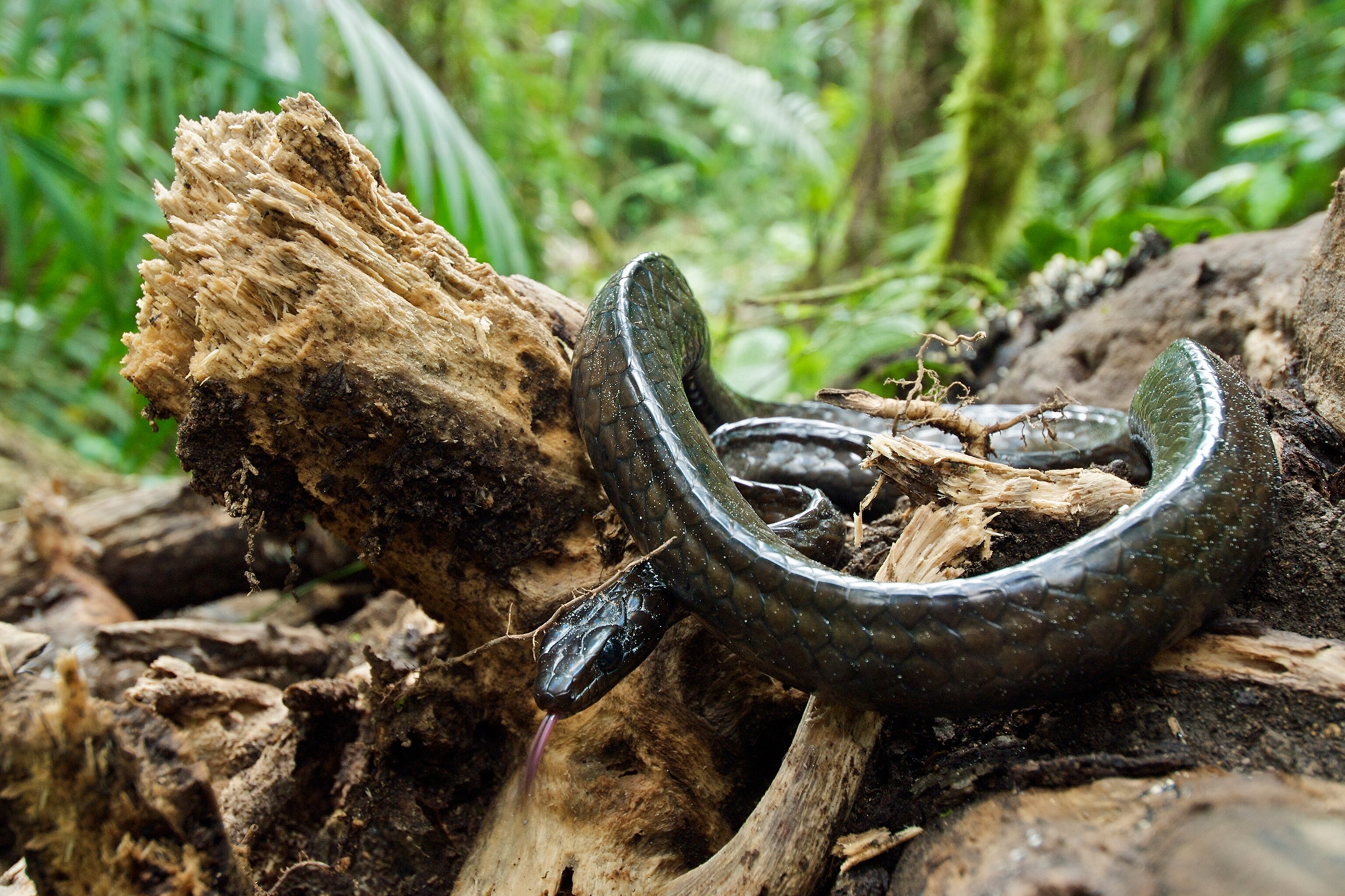 Tropical snakes disappear as fungal outbreak decimates their prey