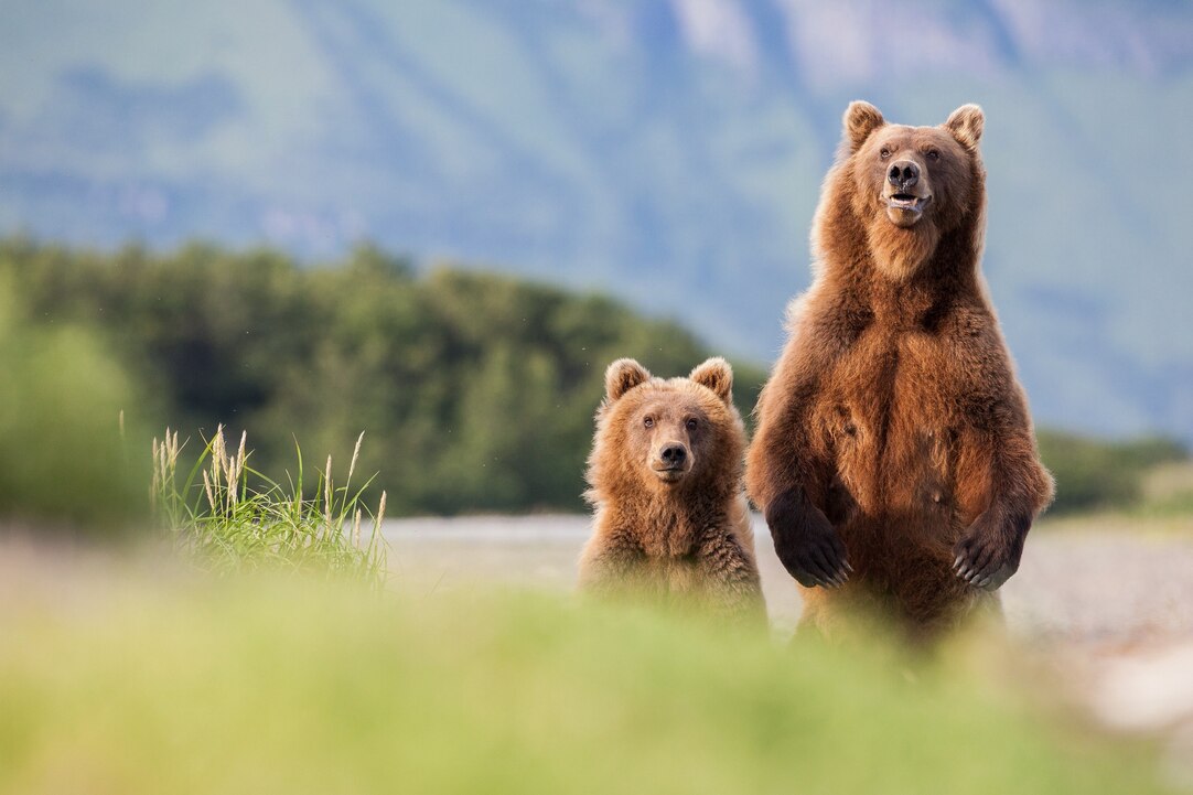 National Geographic Bear New England Brown Bear (SciiFii) | Novum