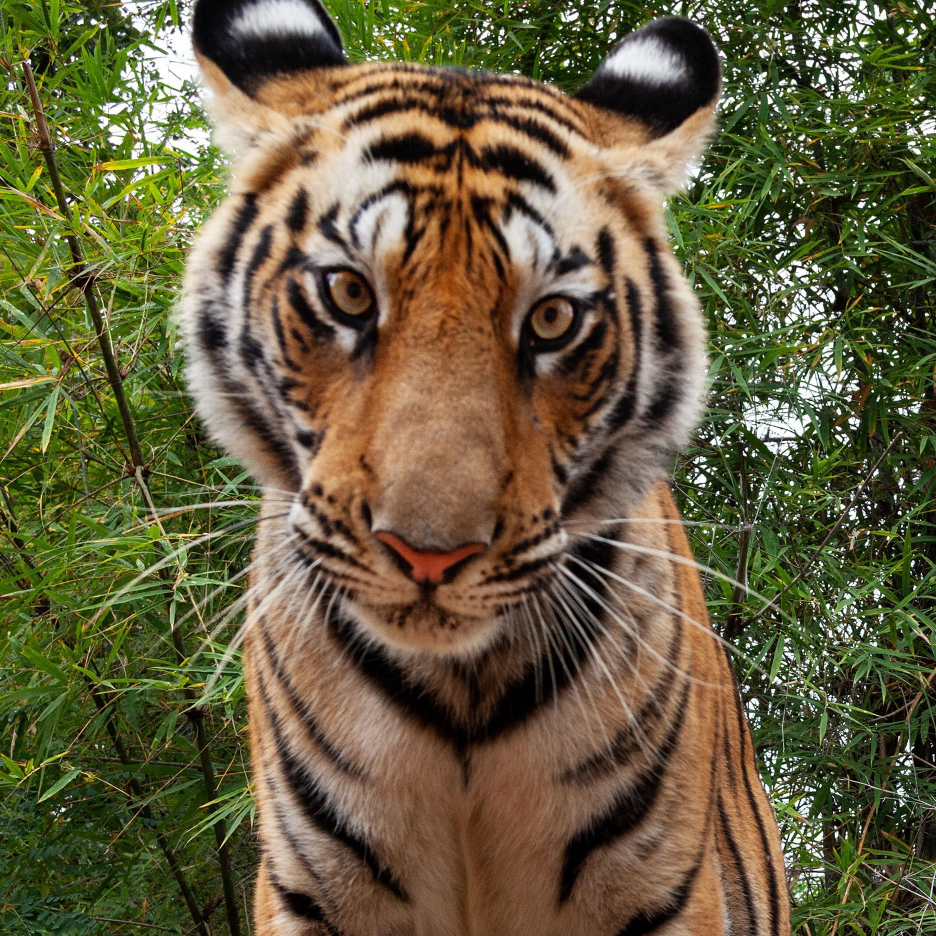 See Steve Winter's ‘camera car’ that took amazing pictures of tigers