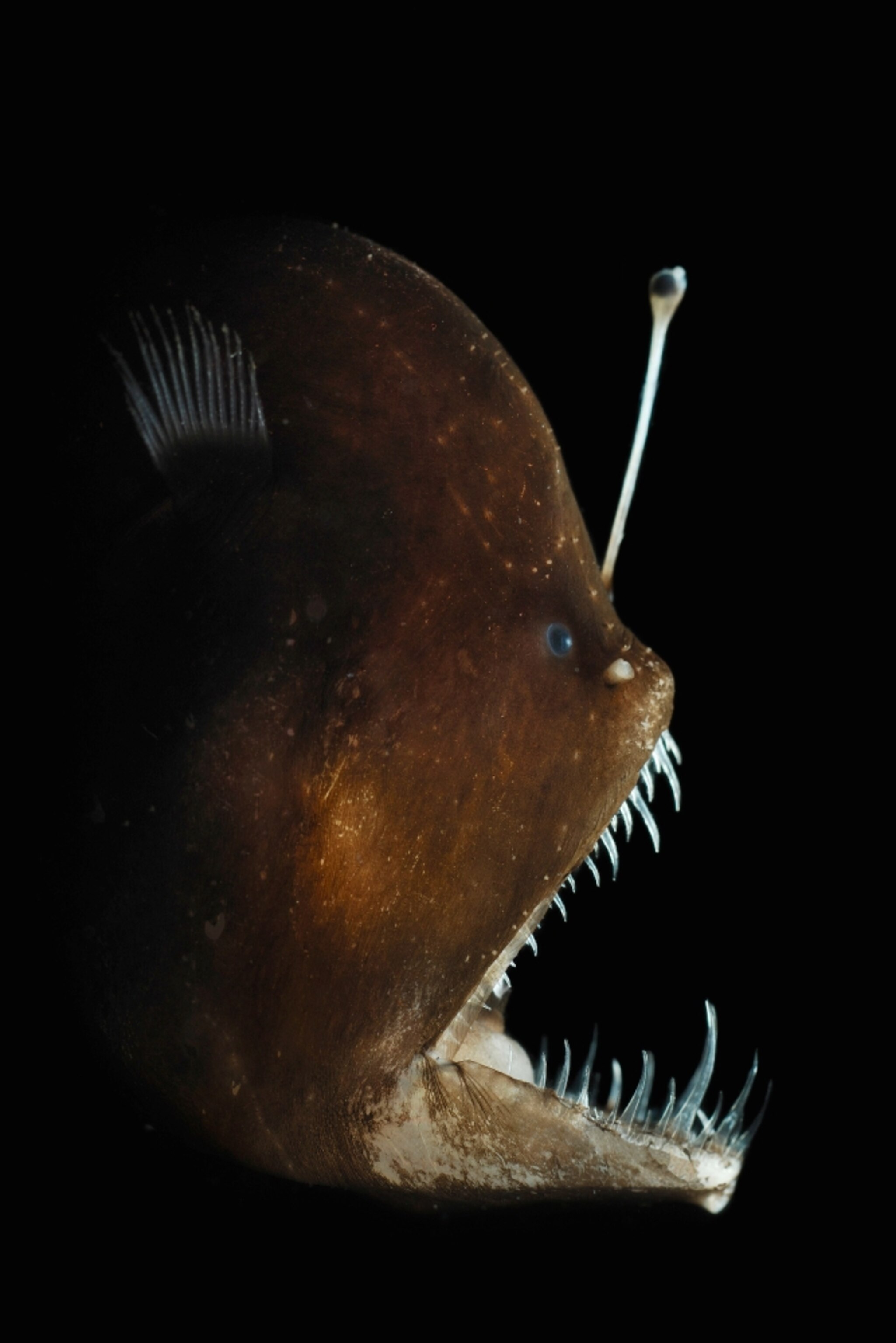 Thorny Devil, Satanic Gecko, and Other Demonic Creatures