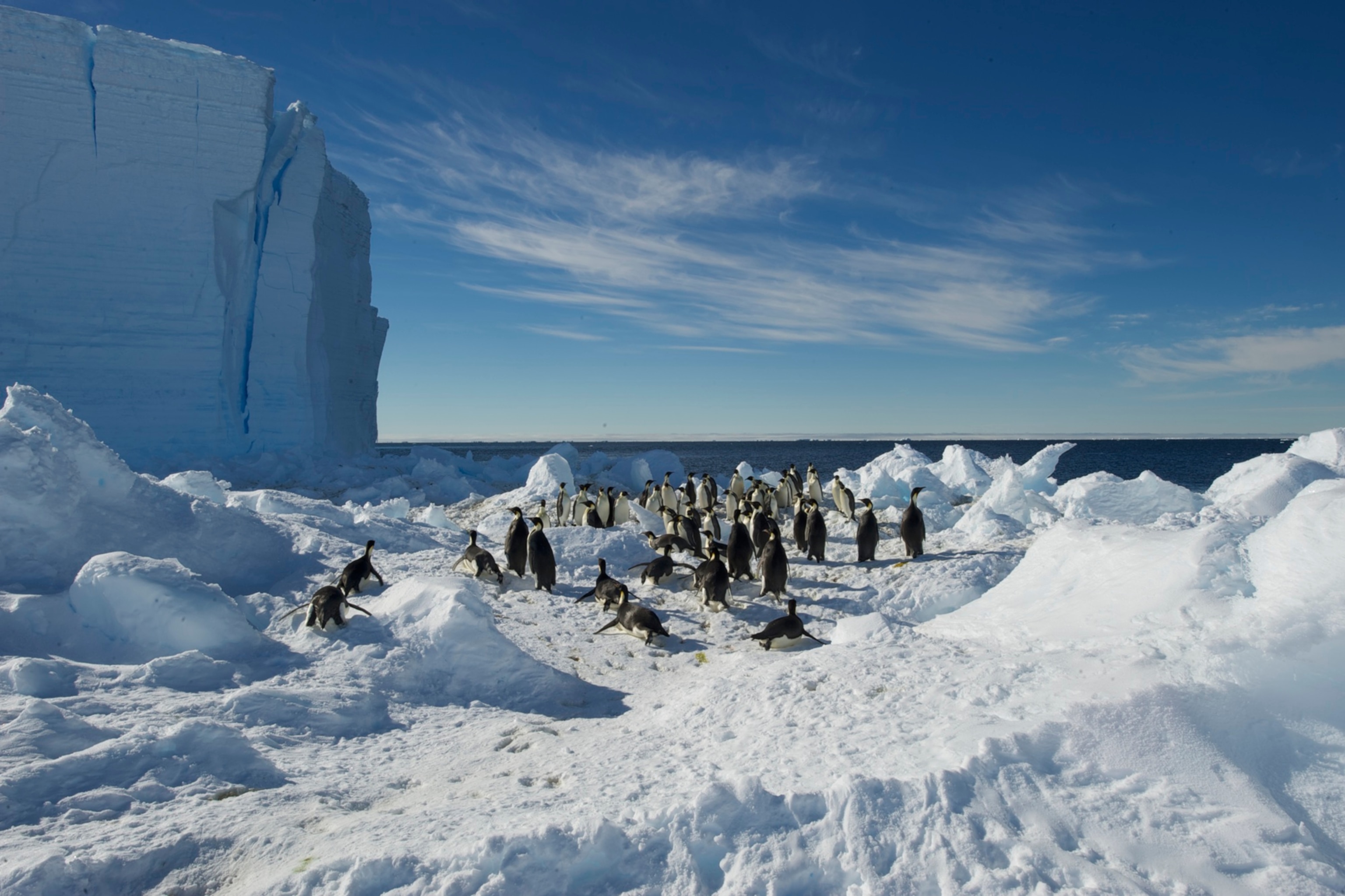 Explorer Returns to Emperor Penguin Colony in Search of a True Count