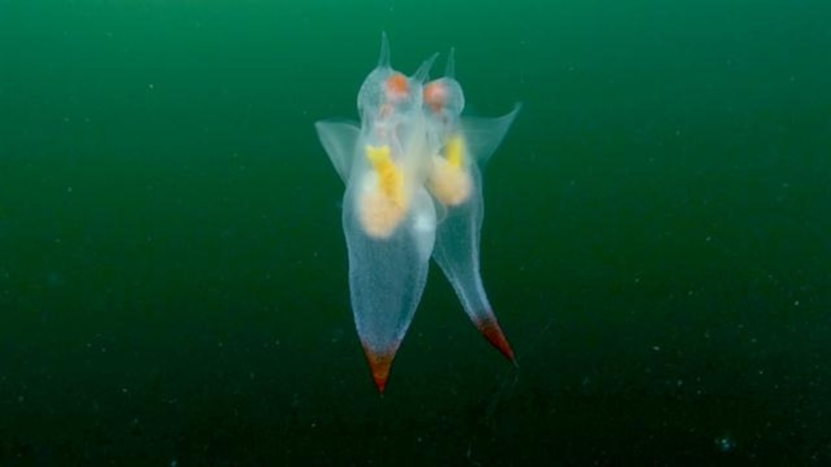 Rare Video Shows Sea Angels' Graceful Mating Dance | National Geographic