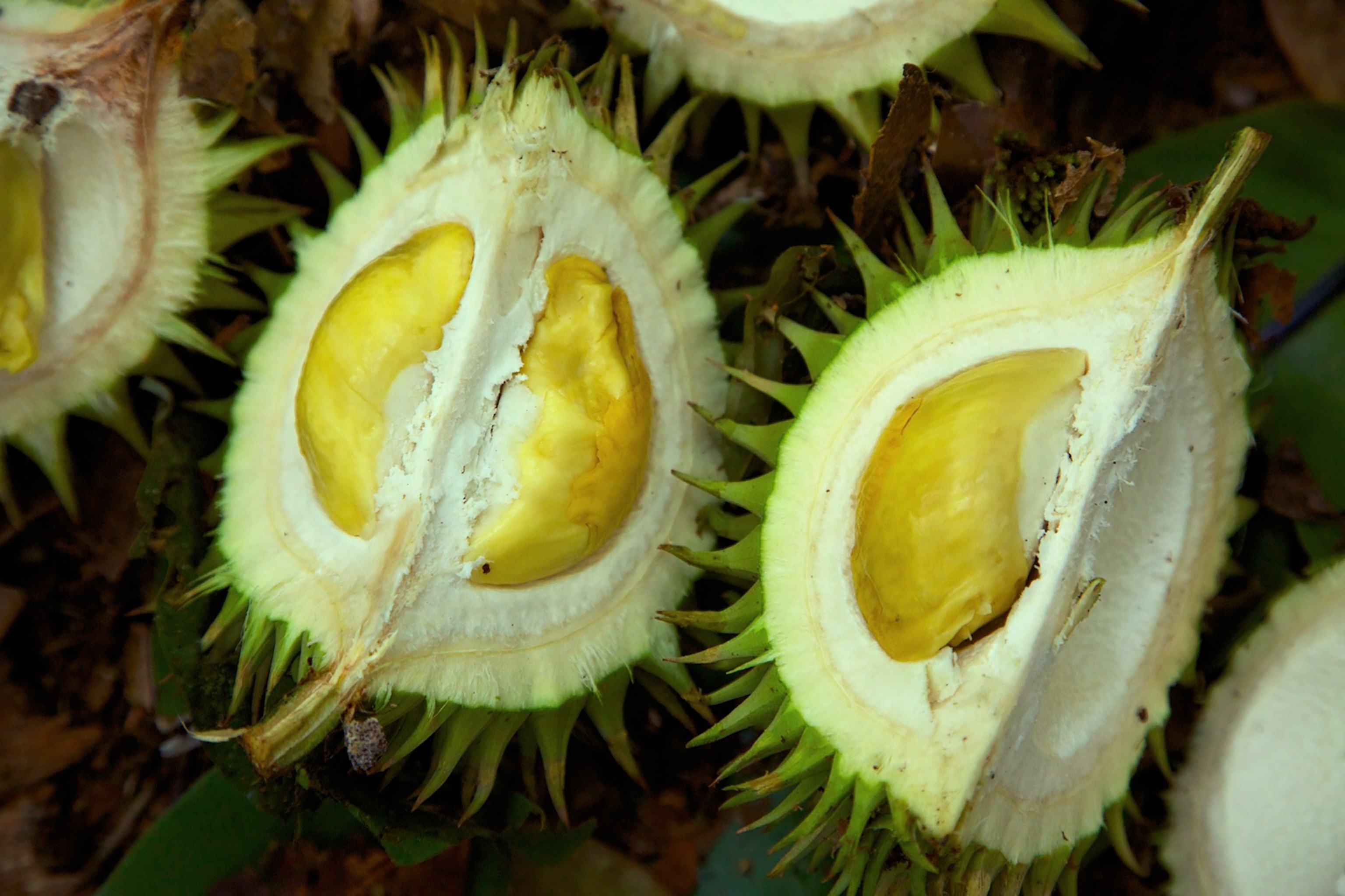 Postcards From Borneo: The World’s Stinkiest (but Best) Fruit ...