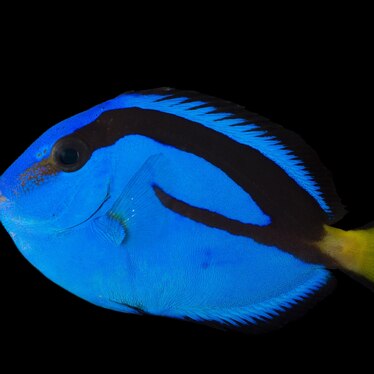 Blue tang, facts and photos