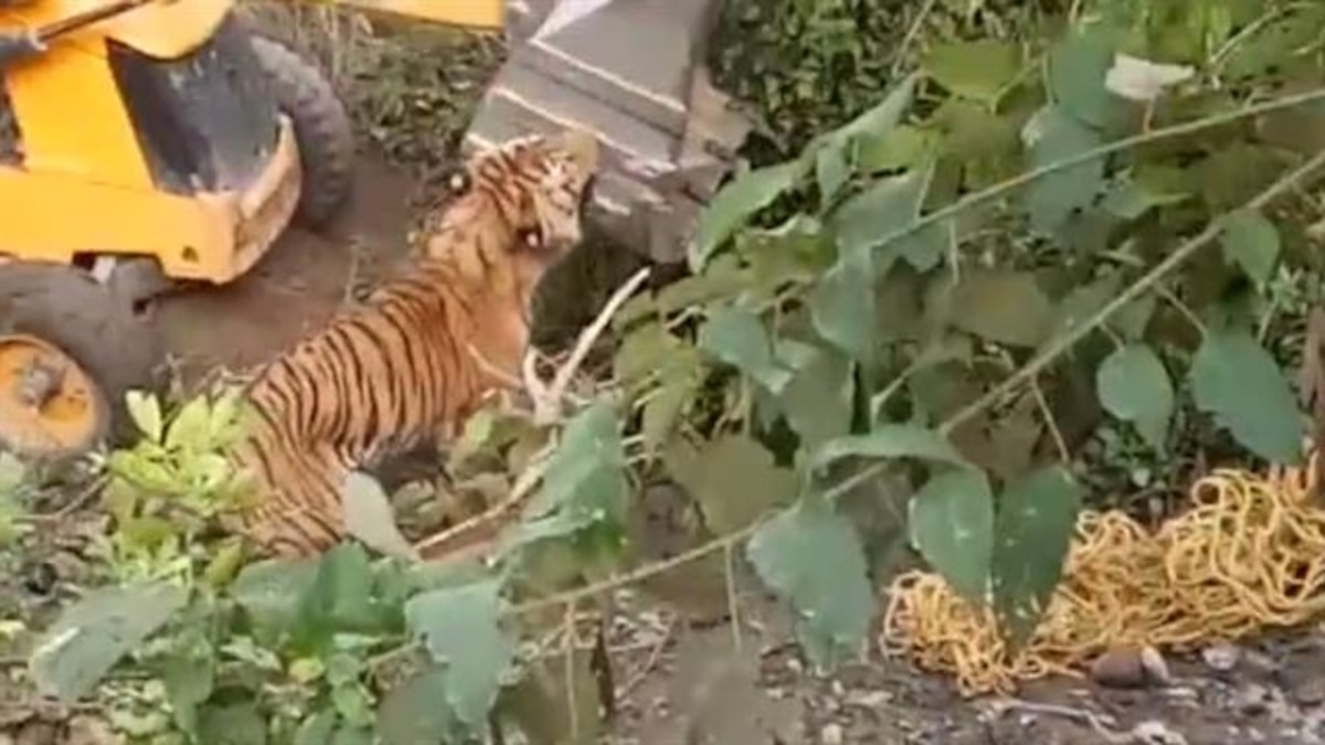 Tiger Crushed by Excavator in Horrific End to Human-Wildlife Conflict