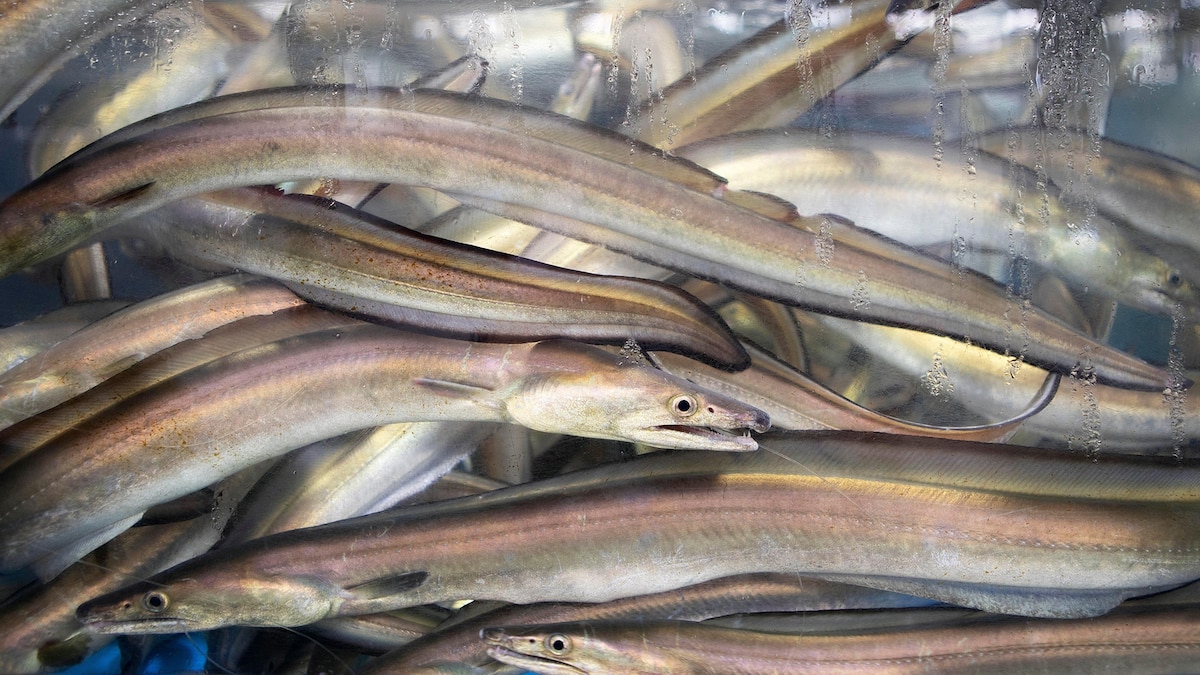 In Japan, an endangered eel was hiding in plain sight - News