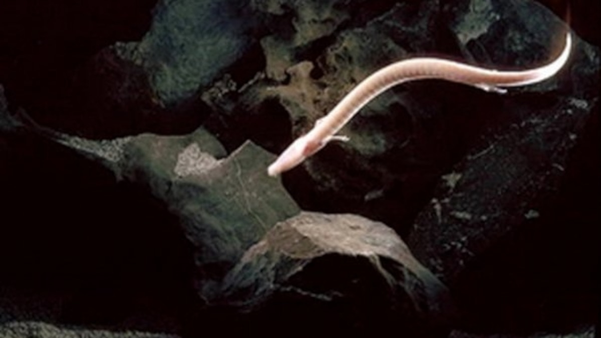 The olm: the blind cave salamander that lives to 100