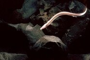 The Olm The Blind Cave Salamander That Lives To 100 The Olm The Blind Cave Salamander That Lives To 100