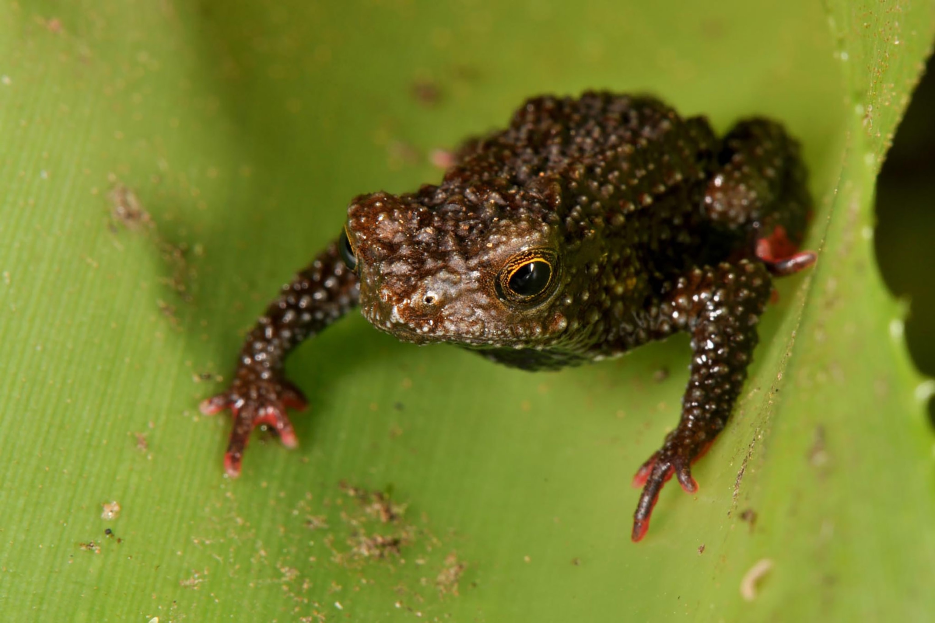 Warty Wonders: Three New Toads Found in Brazil | National Geographic