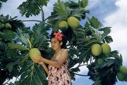 Can Breadfruit Overcome Its Past To Be A Superfood Of The Future Can Breadfruit Overcome Its Past To Be A Superfood Of The Future