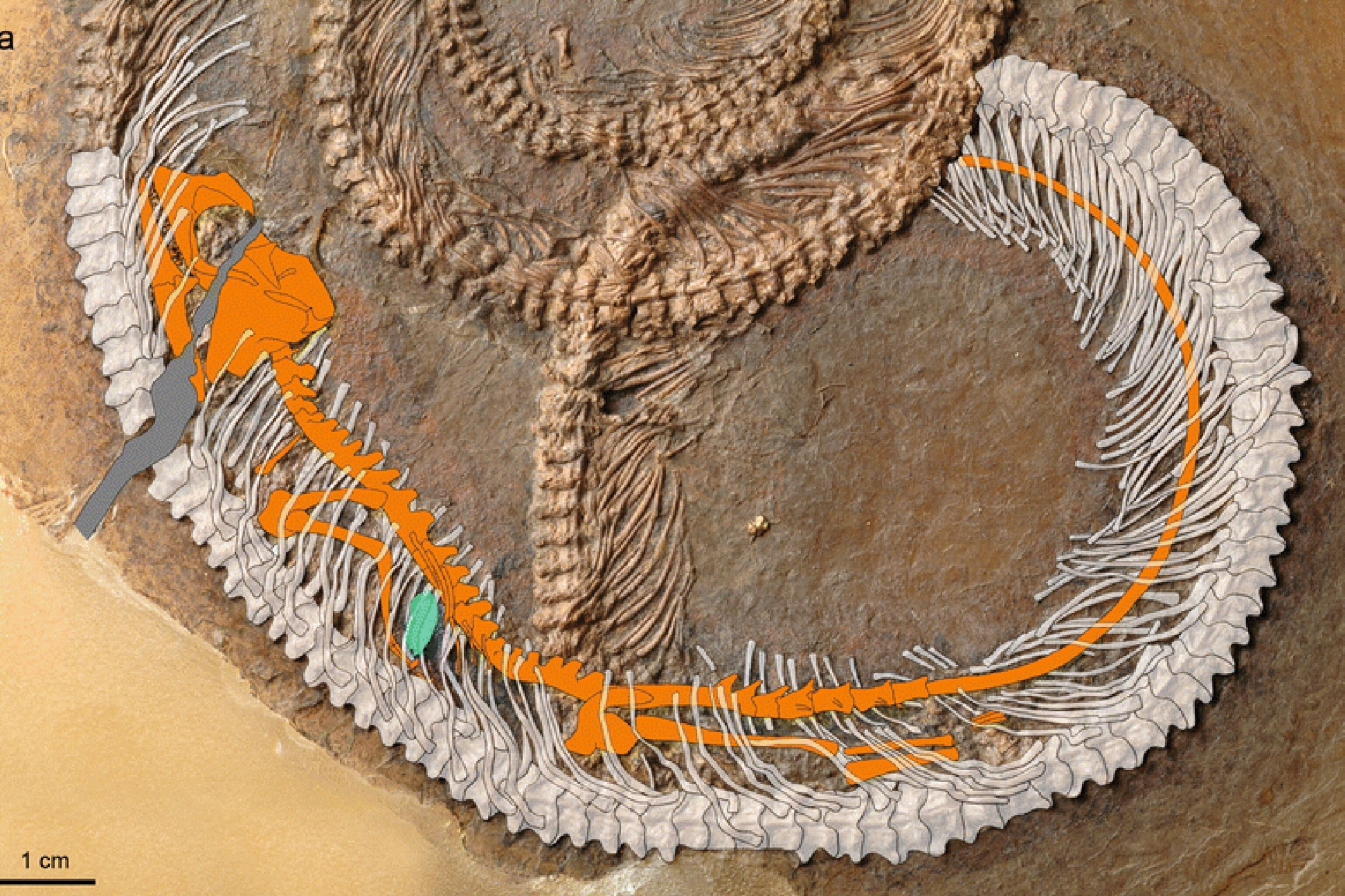 Amazing ‘Nesting Doll’ Fossil Reveals Bug in Lizard in Snake