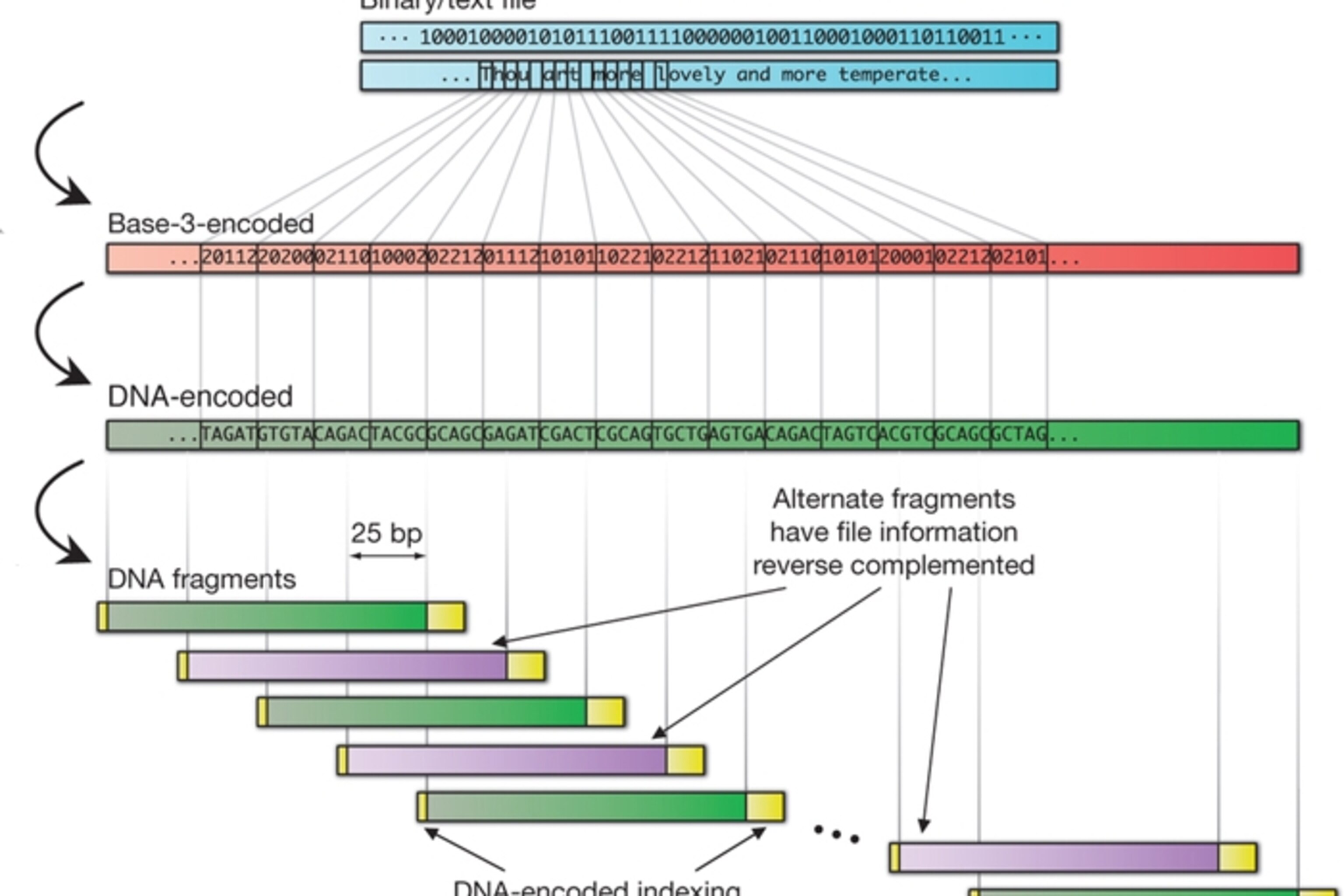 Shakespeare’s Sonnets and MLK’s Speech Stored in DNA Speck