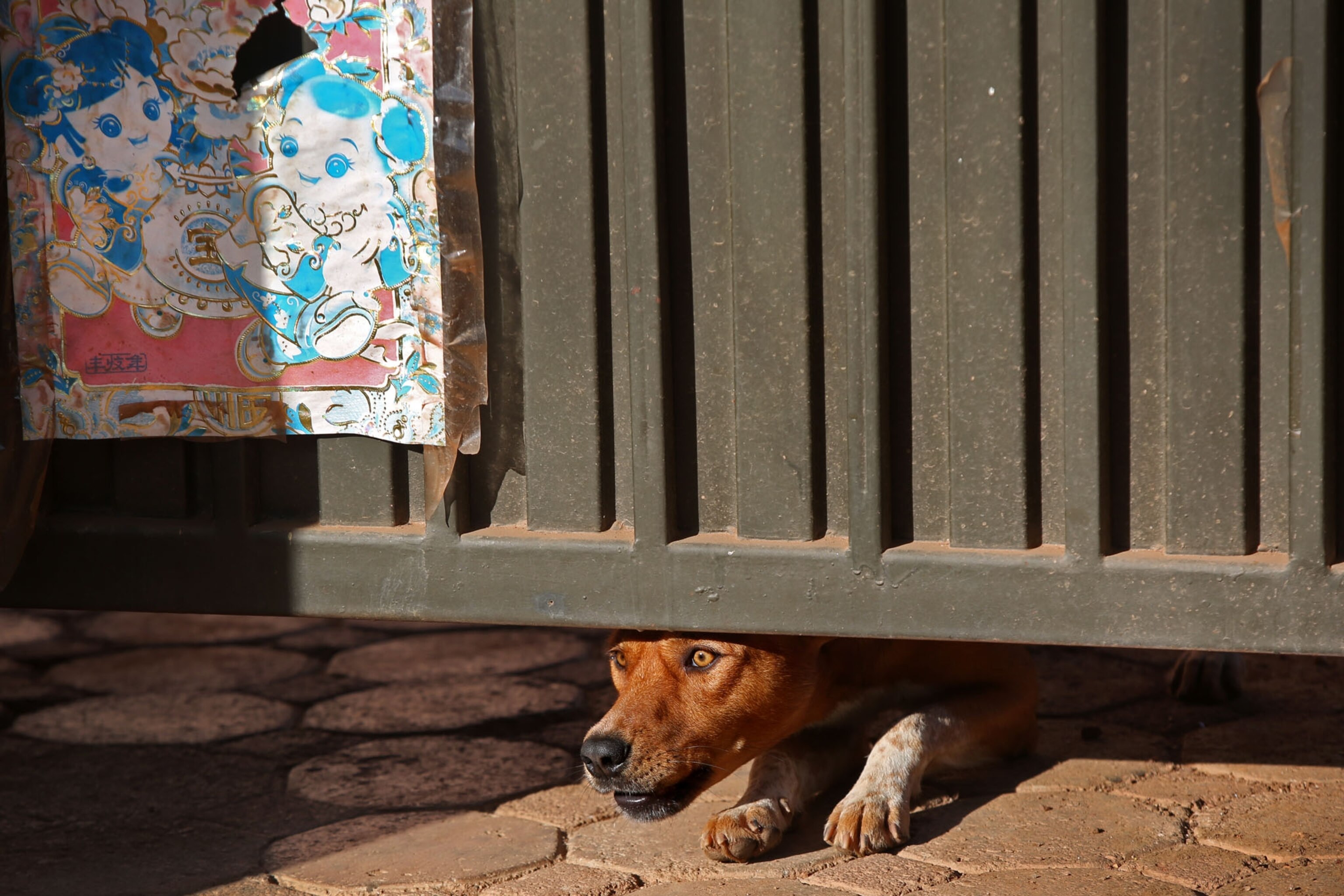 Beautiful Photos Show How Rwandans Are Embracing Dogs as Pets