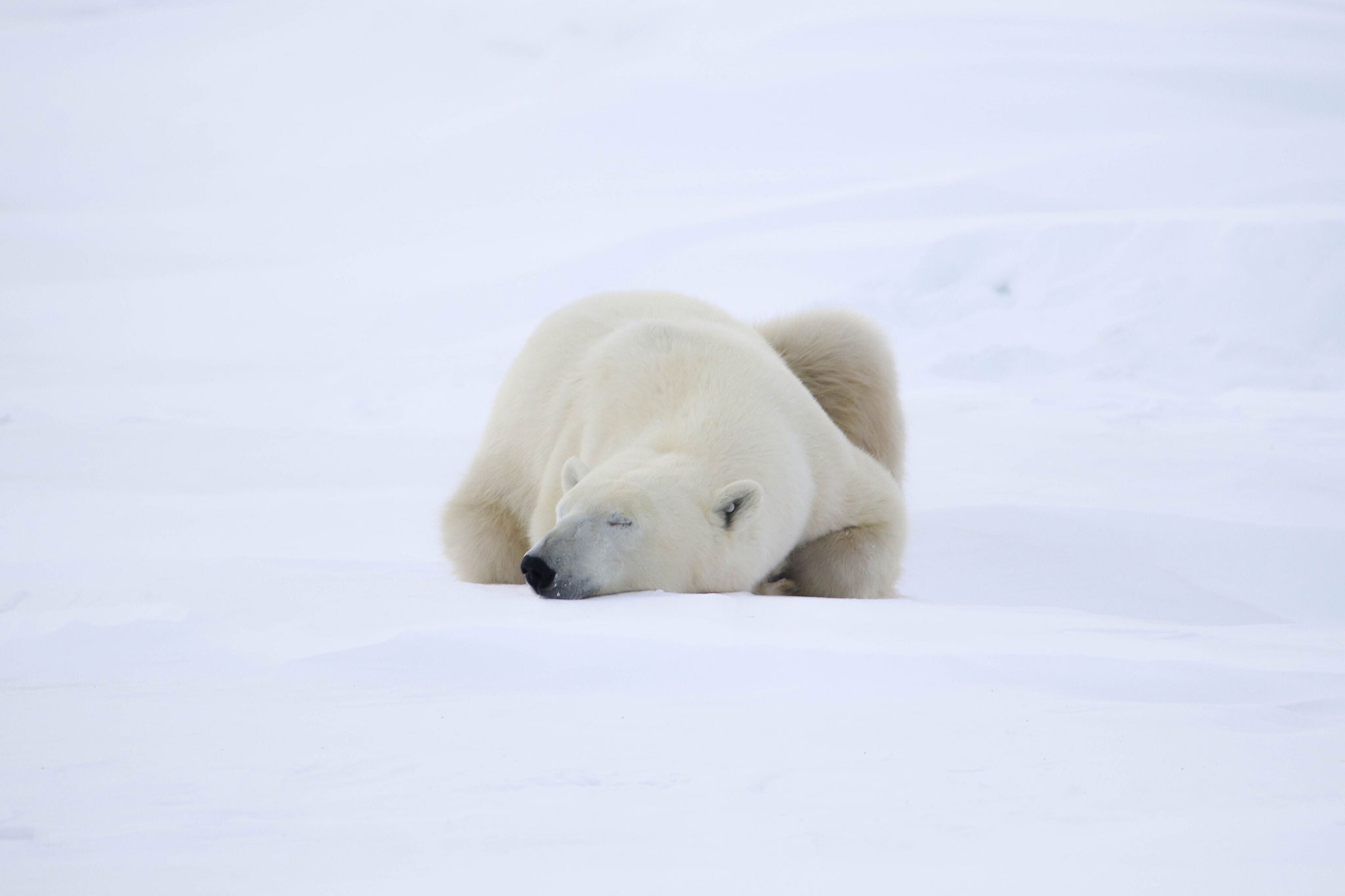 24 Endearing Photos of Animals Sleeping