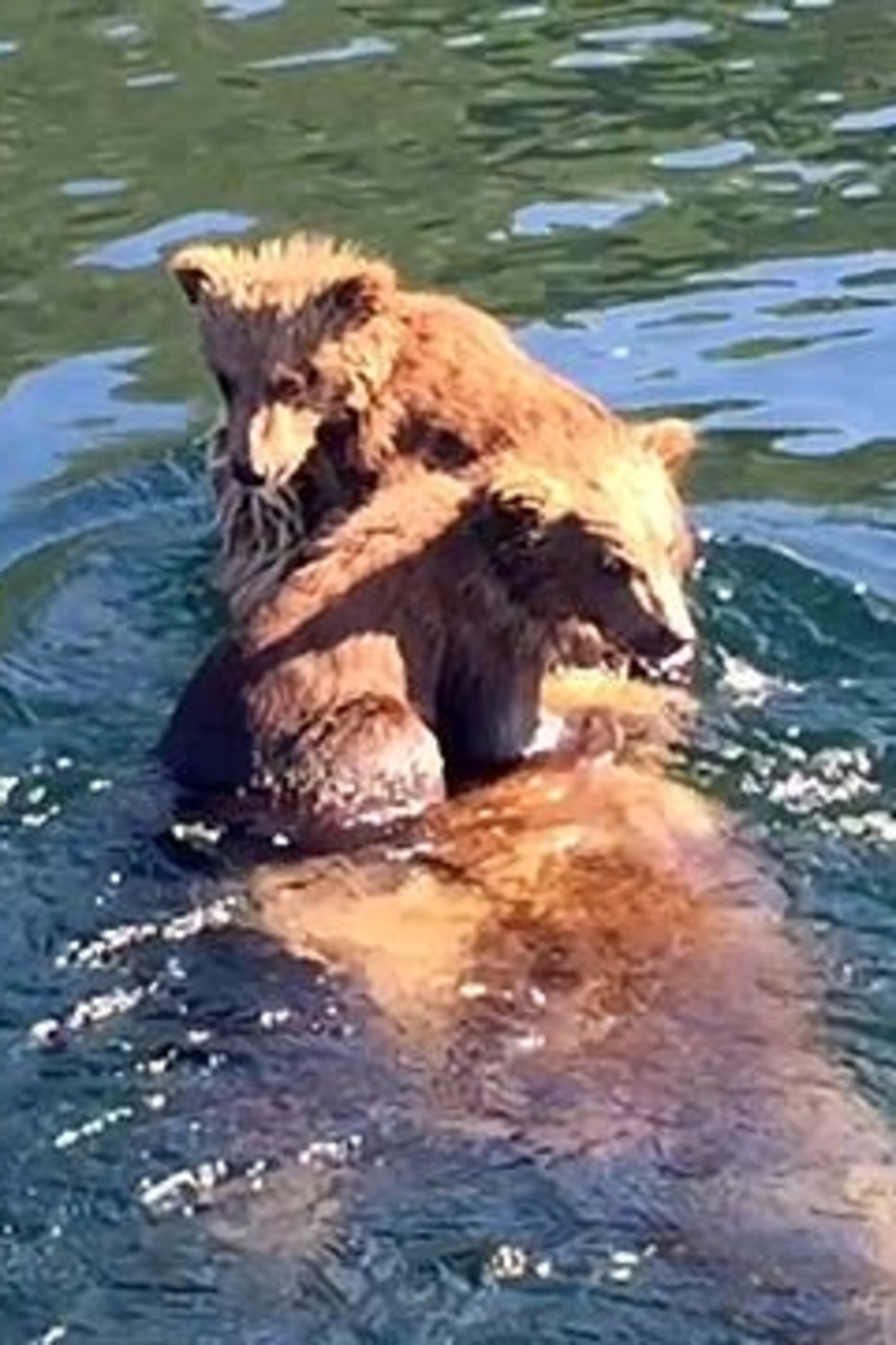 Grizzly Bear Jumping