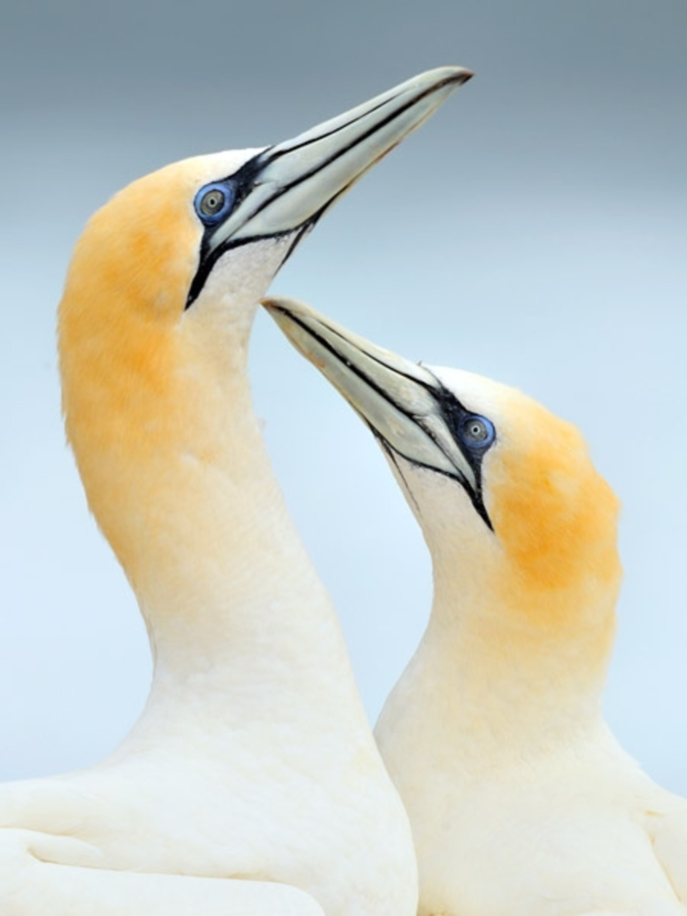 Seabirds