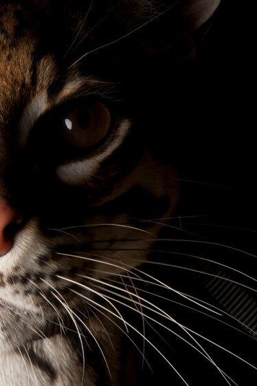 Ocelot | National Geographic