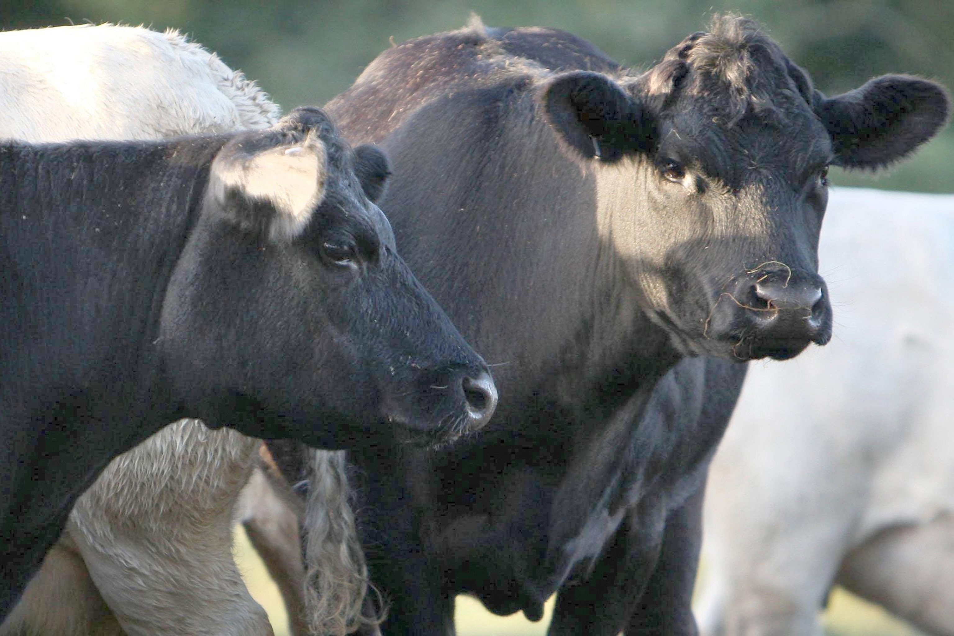 How Healthcare for Wild Animals Could Stop the Next Pandemic