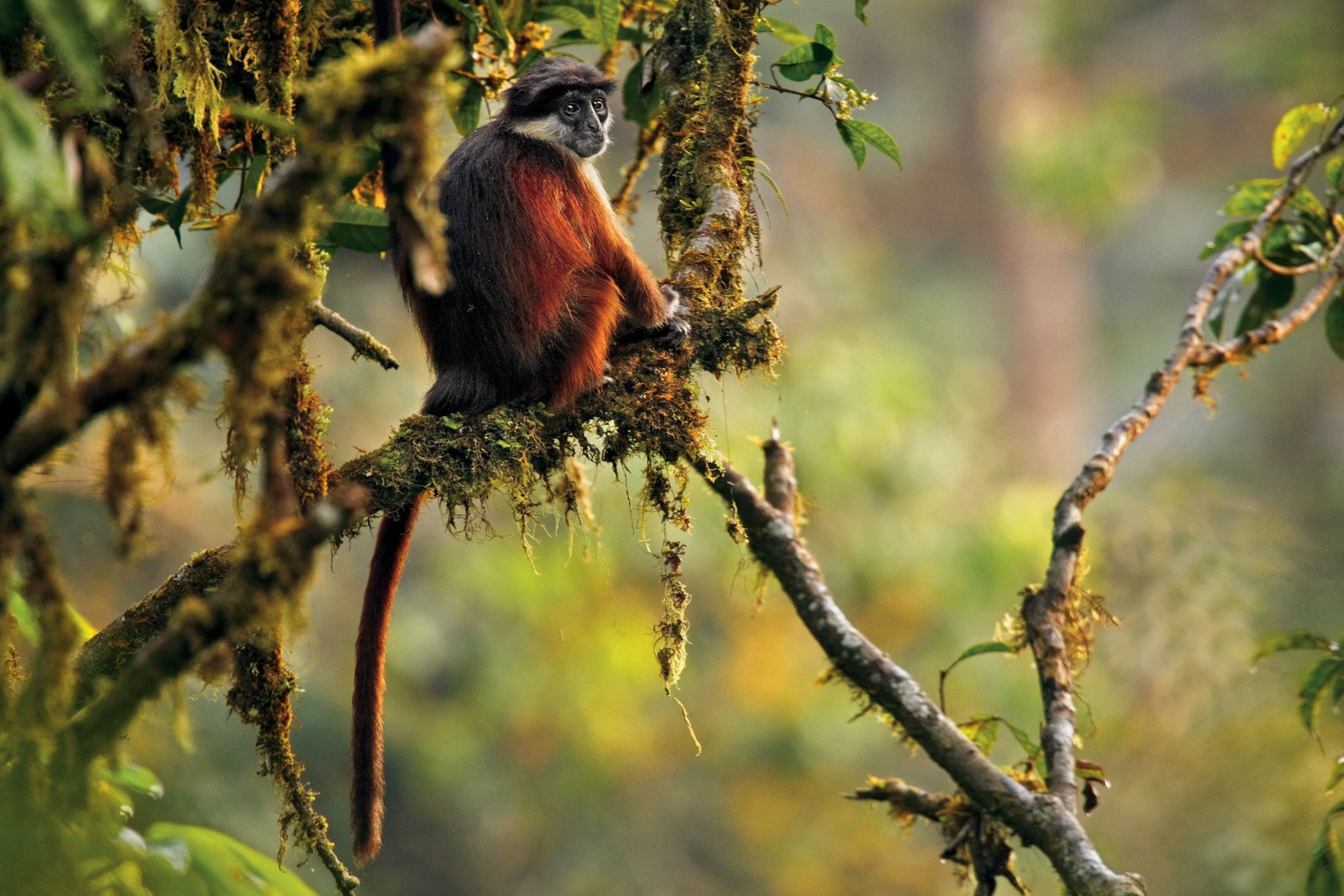 Bioko Island: a threatened African treasure