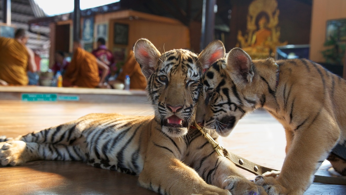 Crime Blotter: Temple Tigers, Monkey Heads, and More | National Geographic
