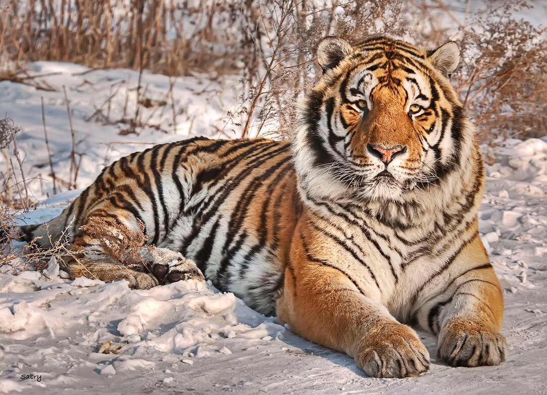 Amur Tiger