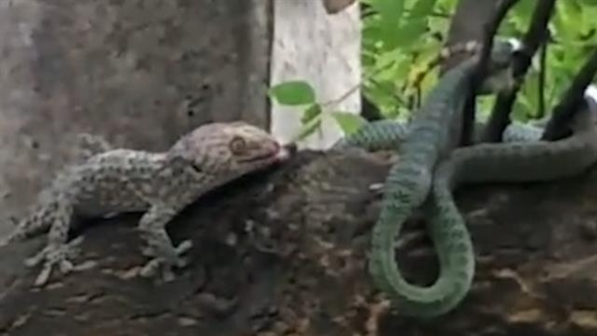Battle Between Geckos and a Snake Ends in a Twist