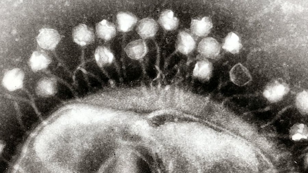 The Virus That Learns | National Geographic