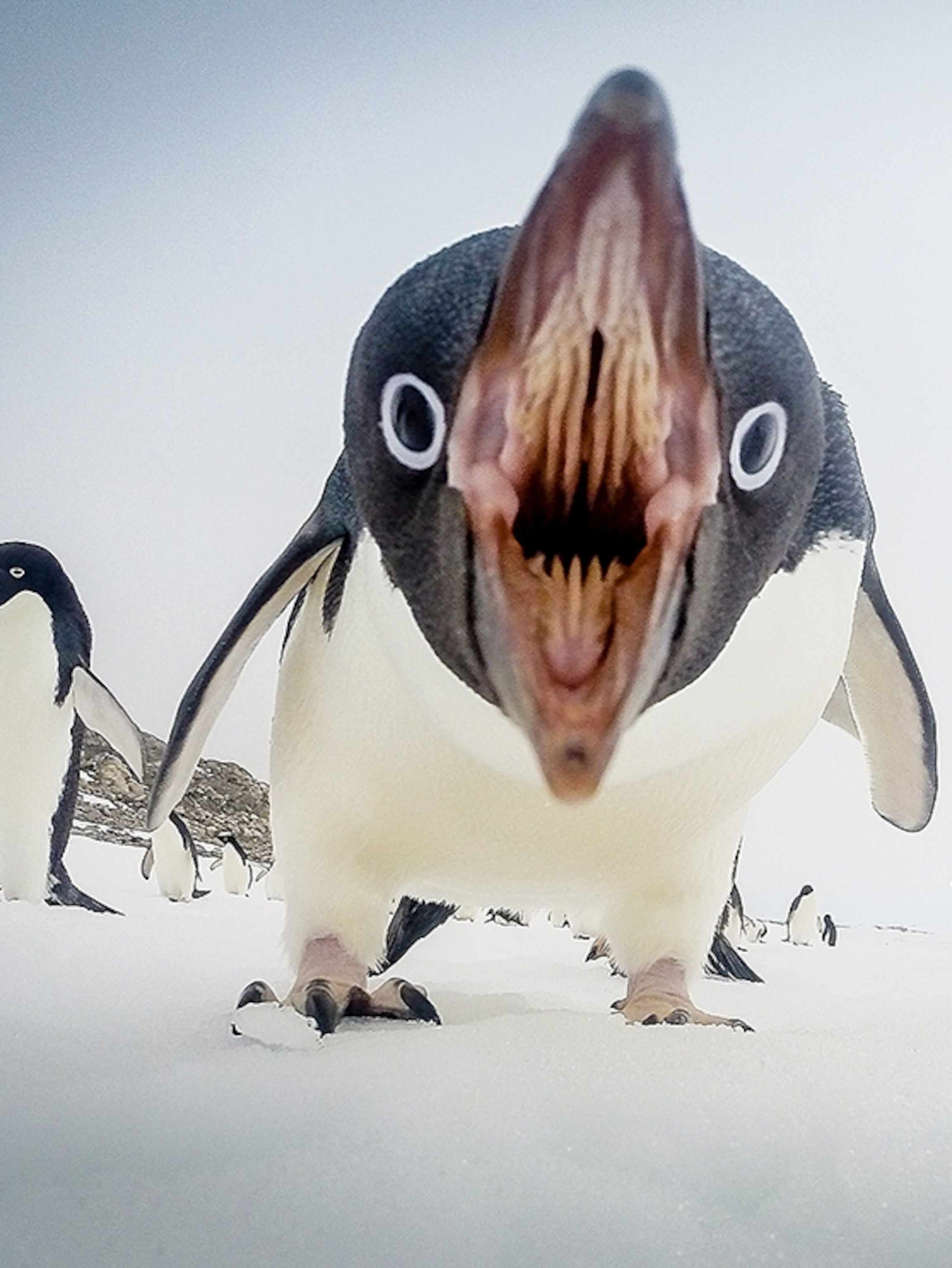 Birds With Human Teeth