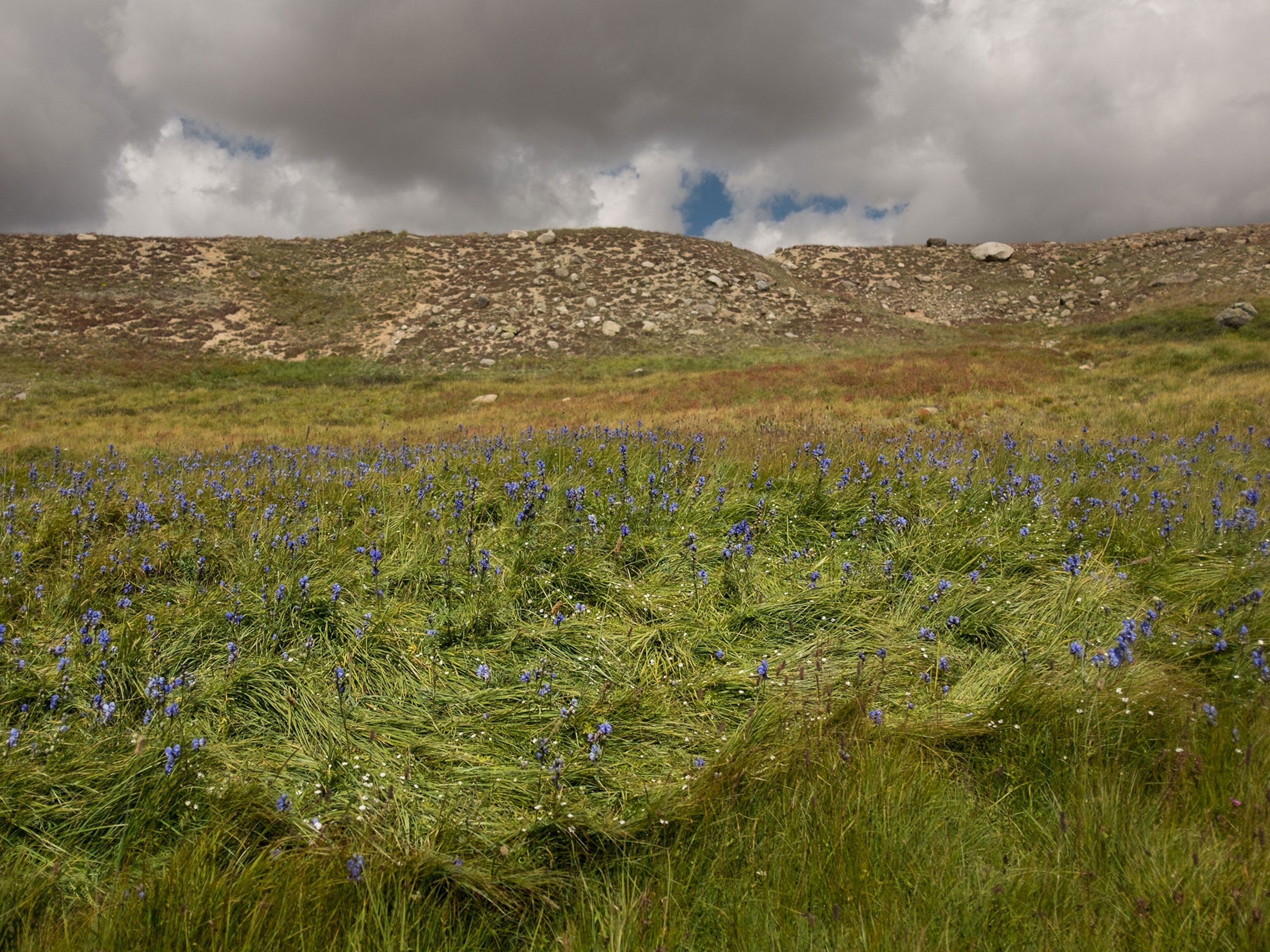 Grasslands—facts and information
