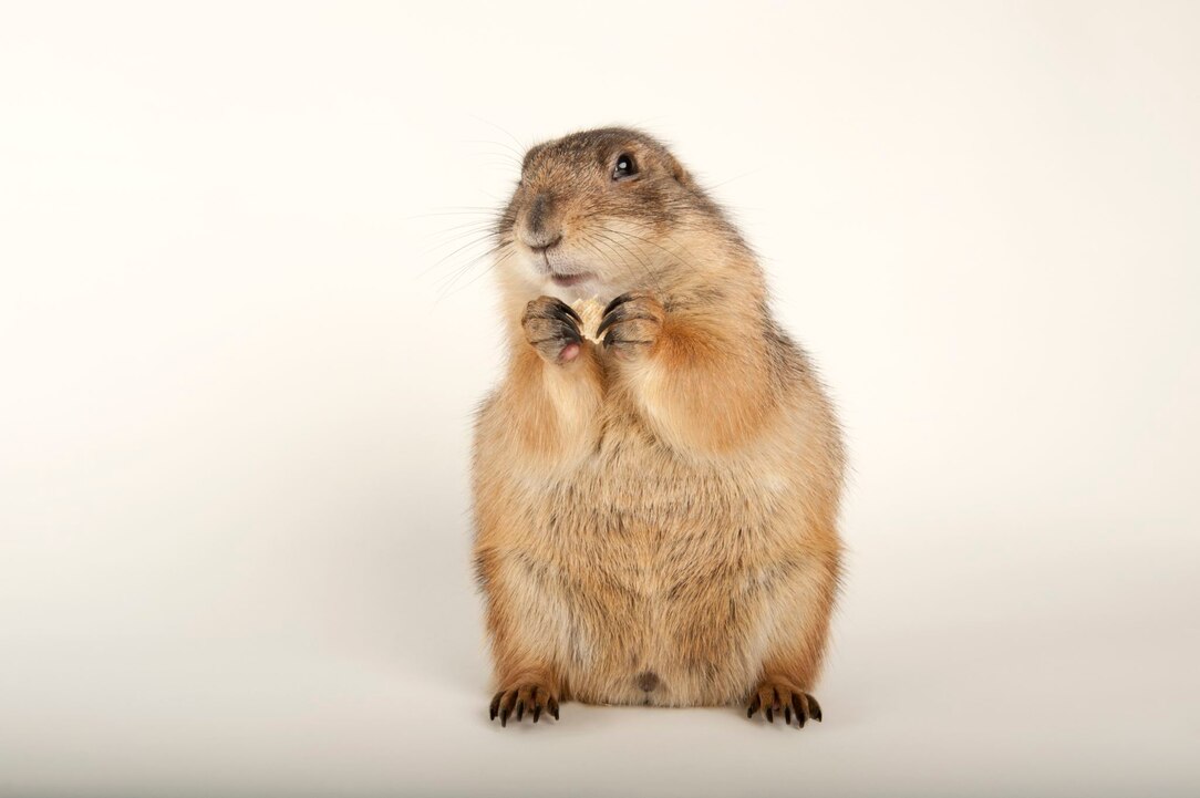 White Tailed Prairie Dog