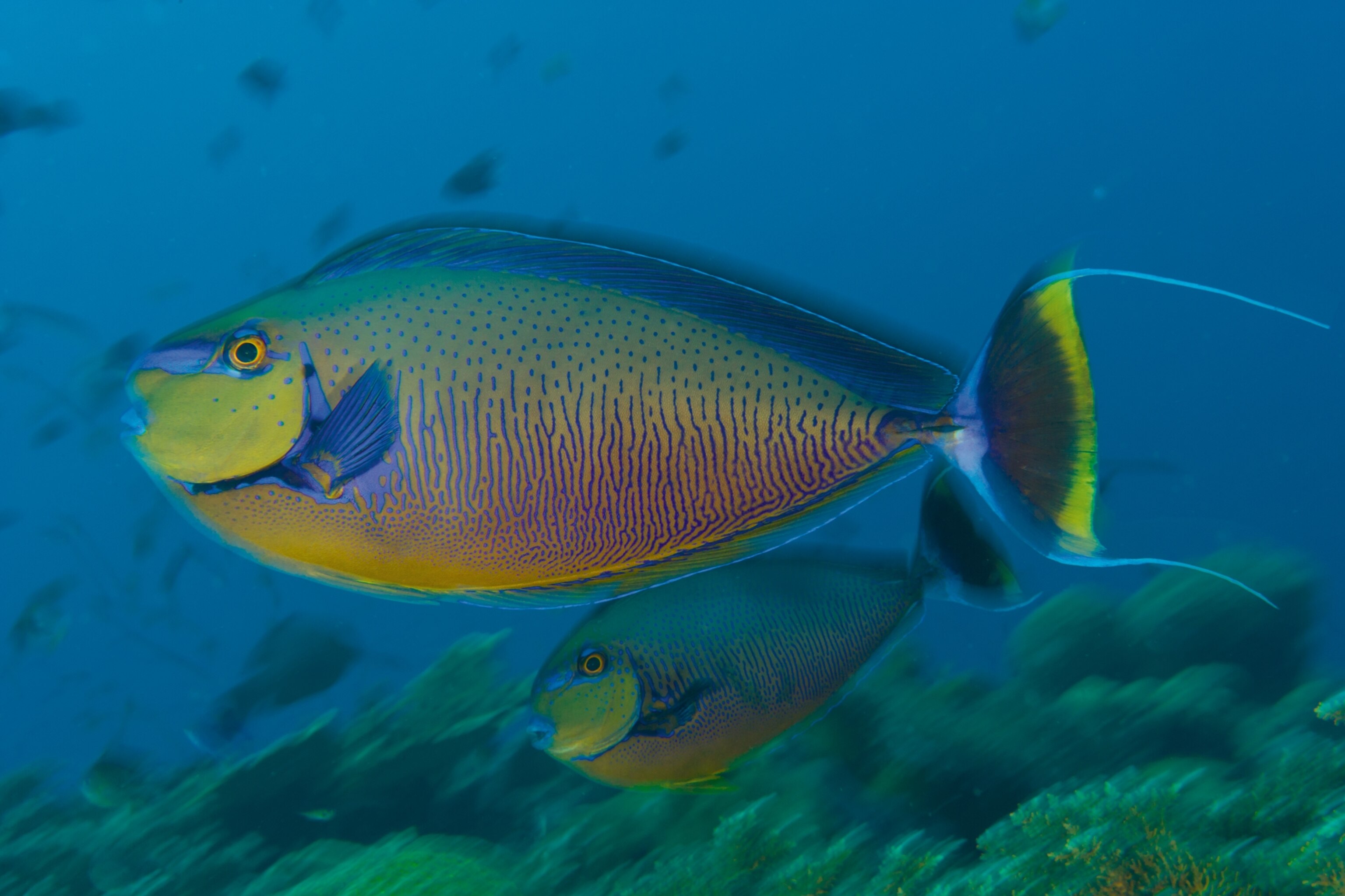 Kimbe Bay Coral Reefs