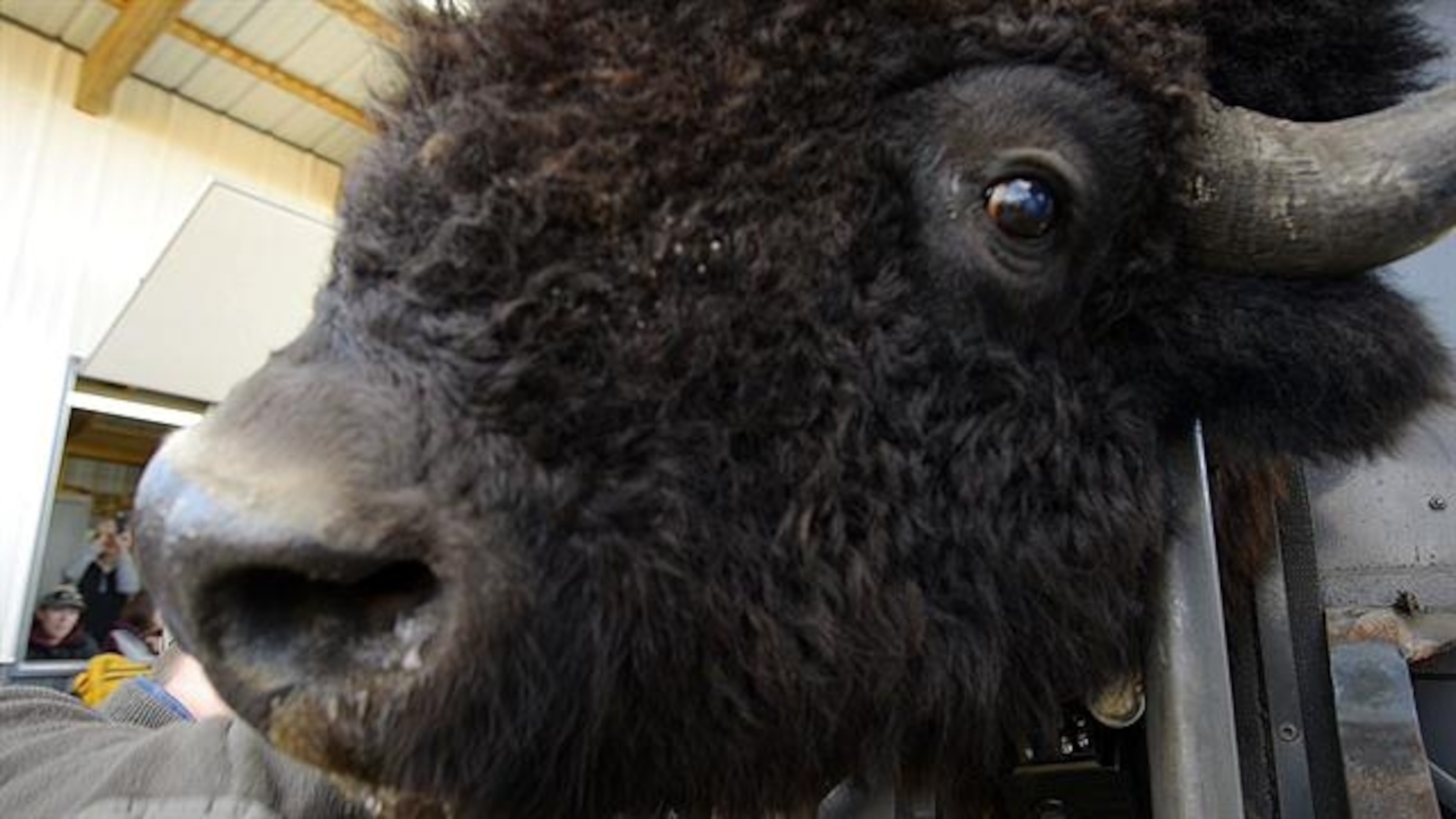 Bison Bison