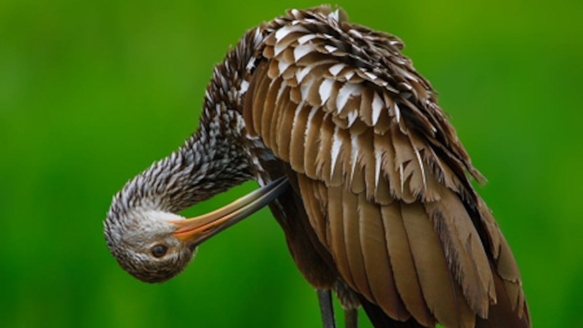 Wading Bird Pictures - National Geographic | National Geographic