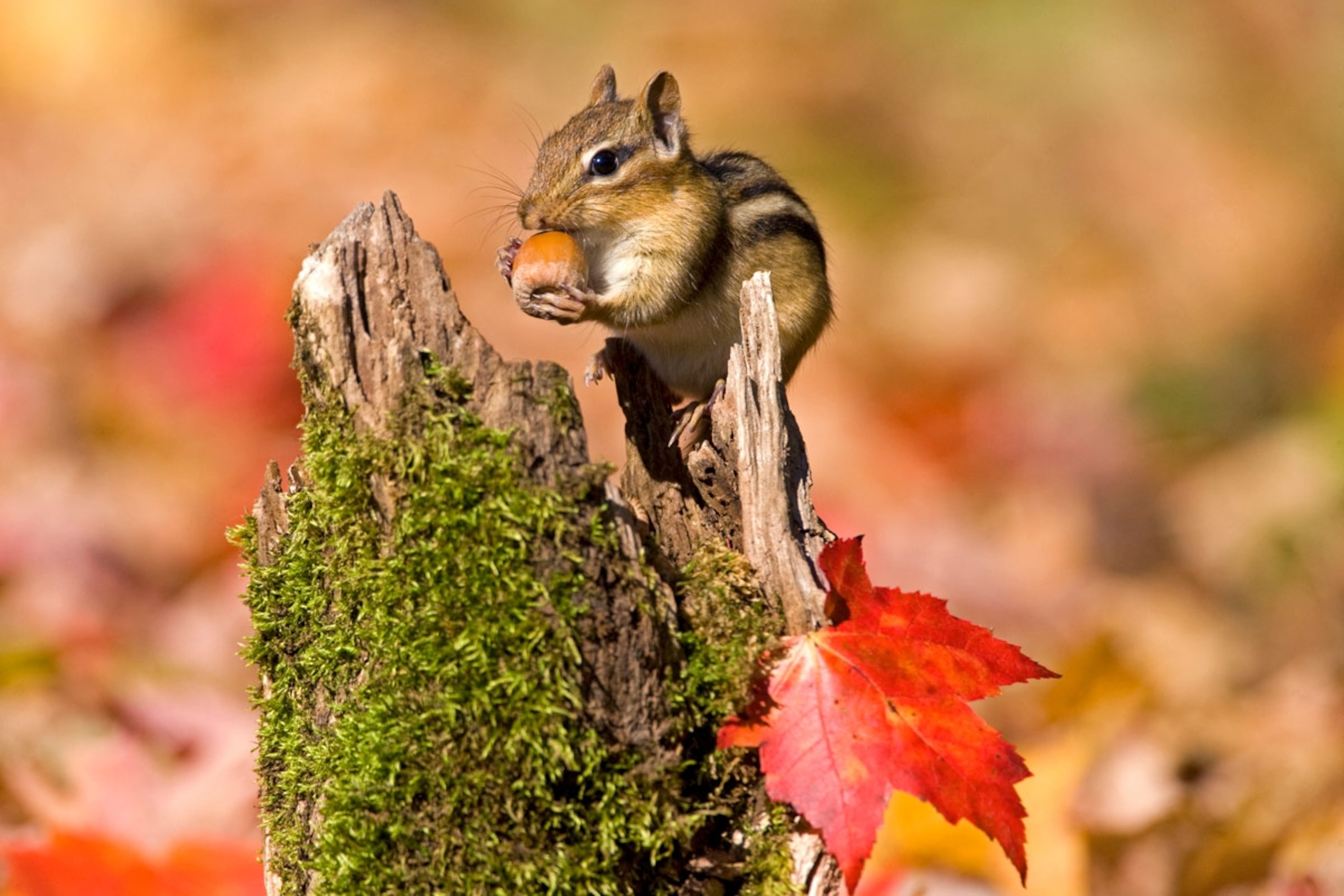 Show kids the secret lives of animals this fall