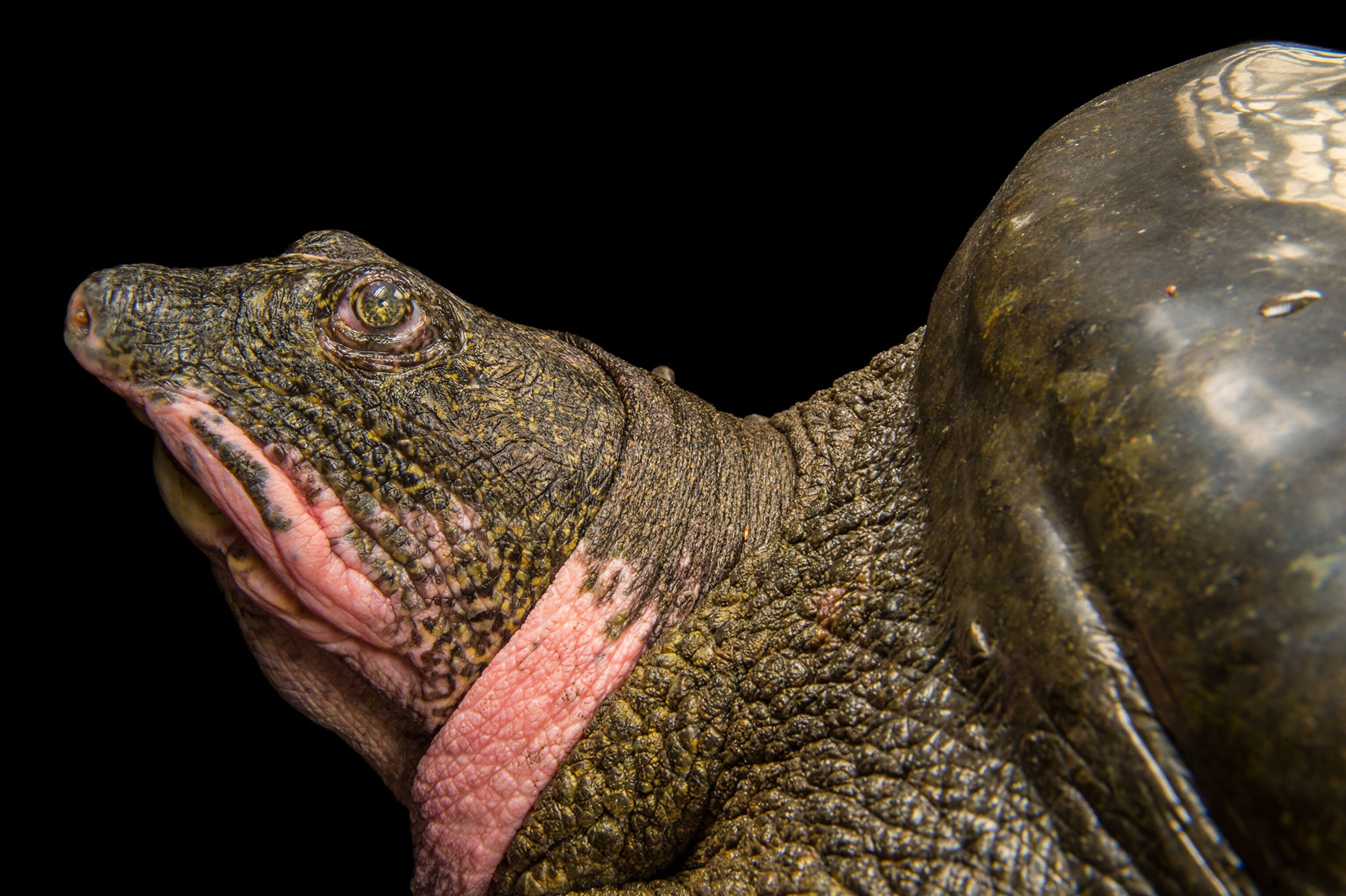 There Are Only 3 of These Turtles Left on Earth