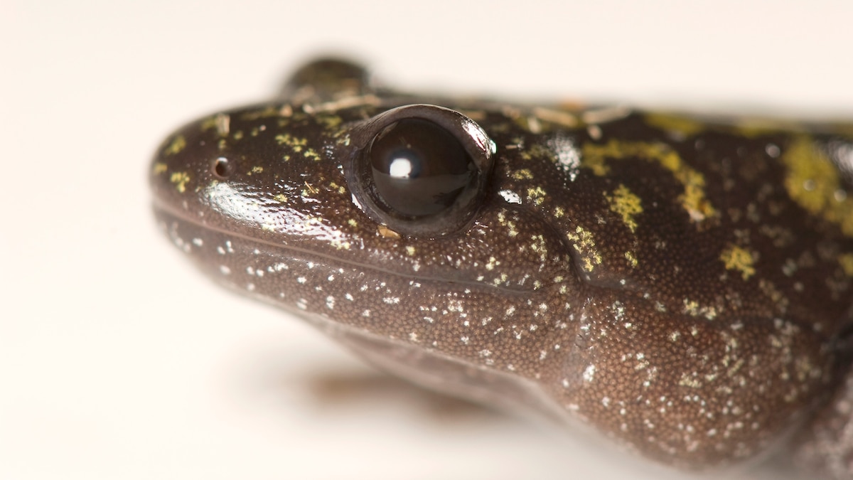 Meet the larval amphibians that morph to become cannibals | National ...