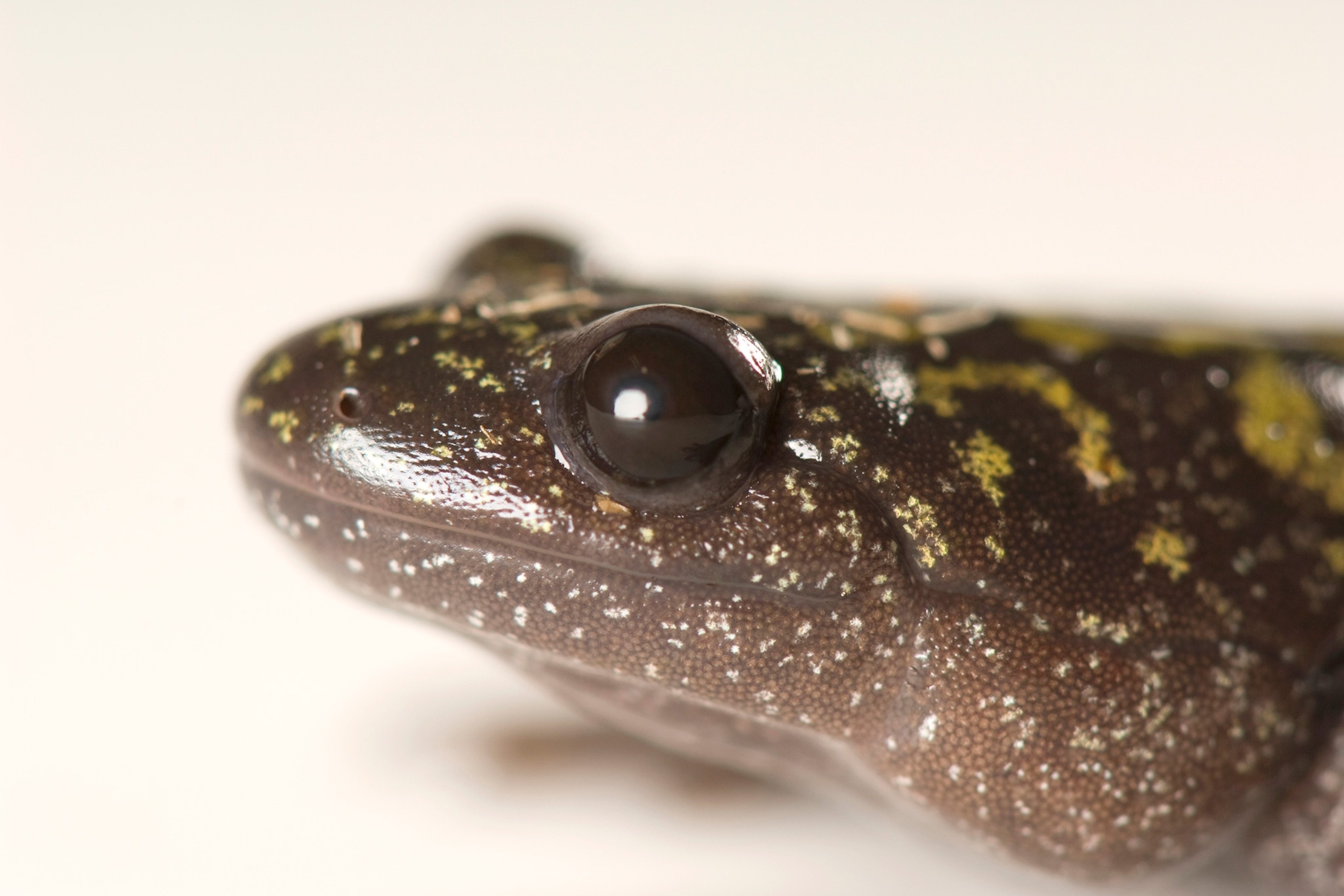 Meet the larval amphibians that morph to become cannibals