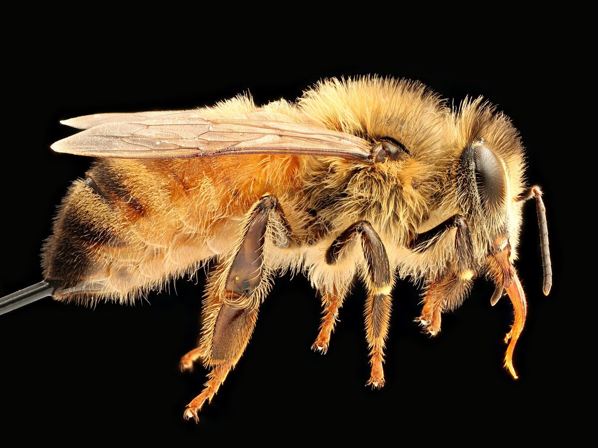 What Happens If the Honeybees Disappear?